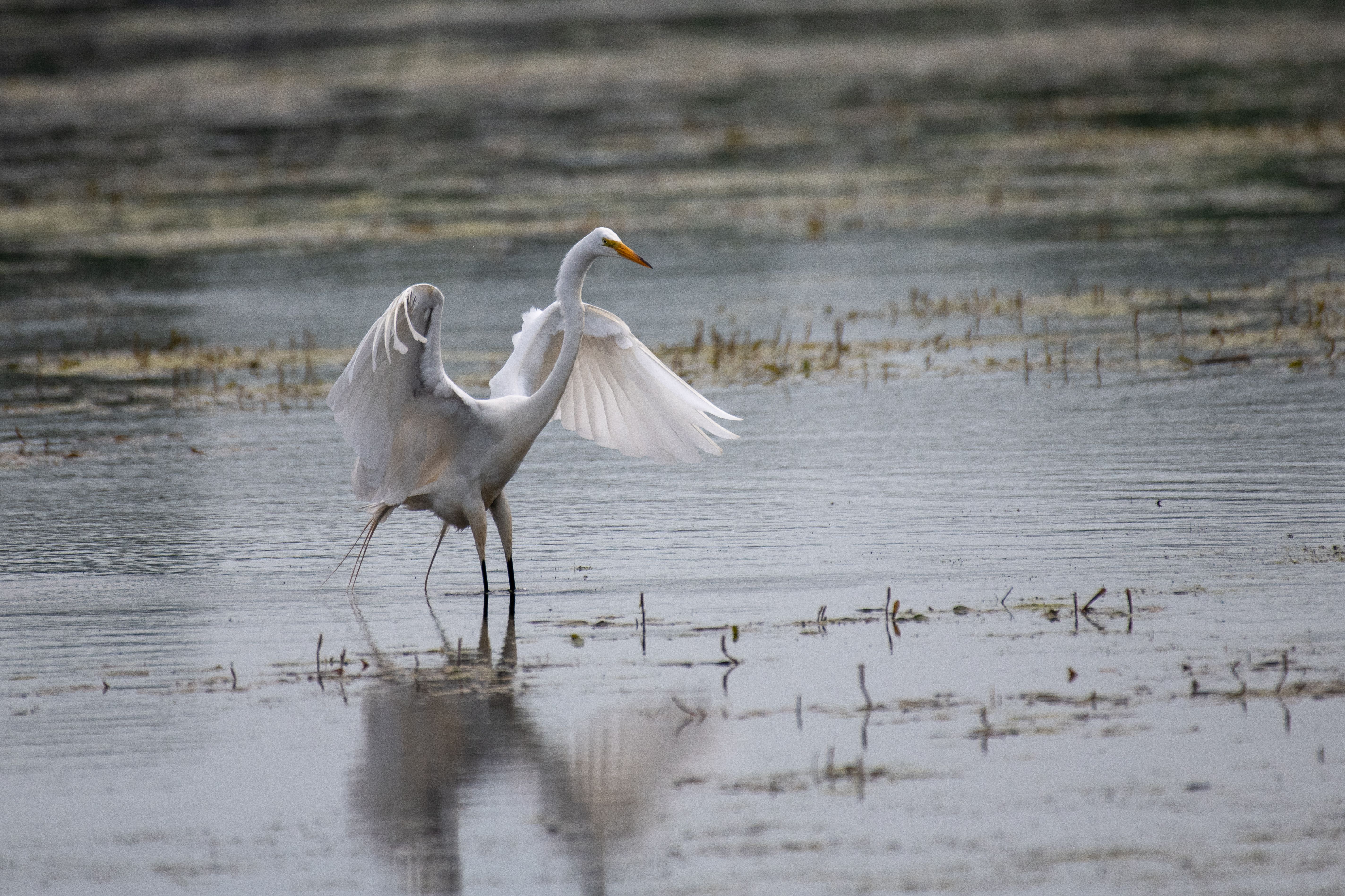 Eastern Great Egret on Swamp · Free Stock Photo