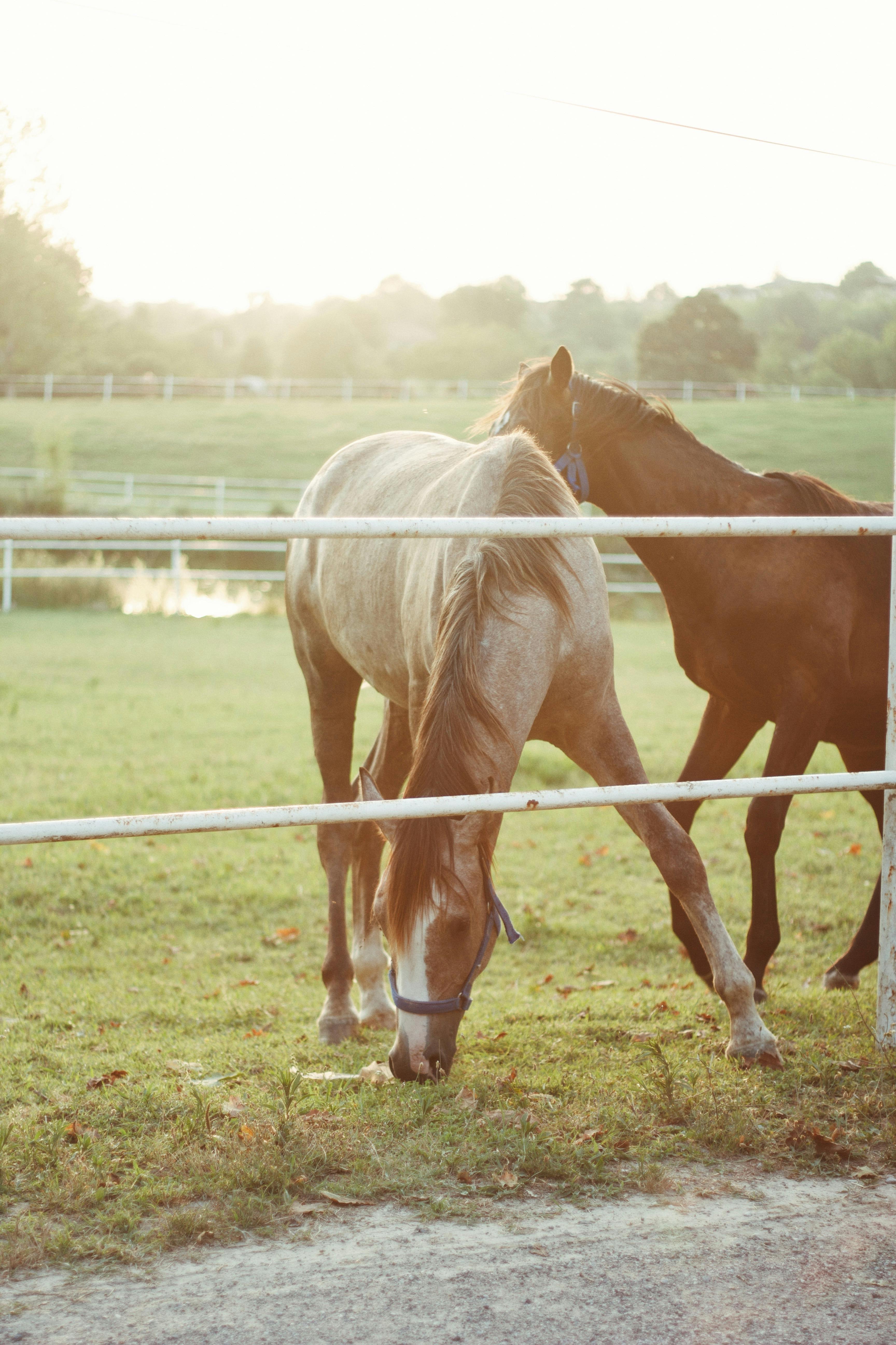 Stud Photos, Download The BEST Free Stud Stock Photos & HD Images