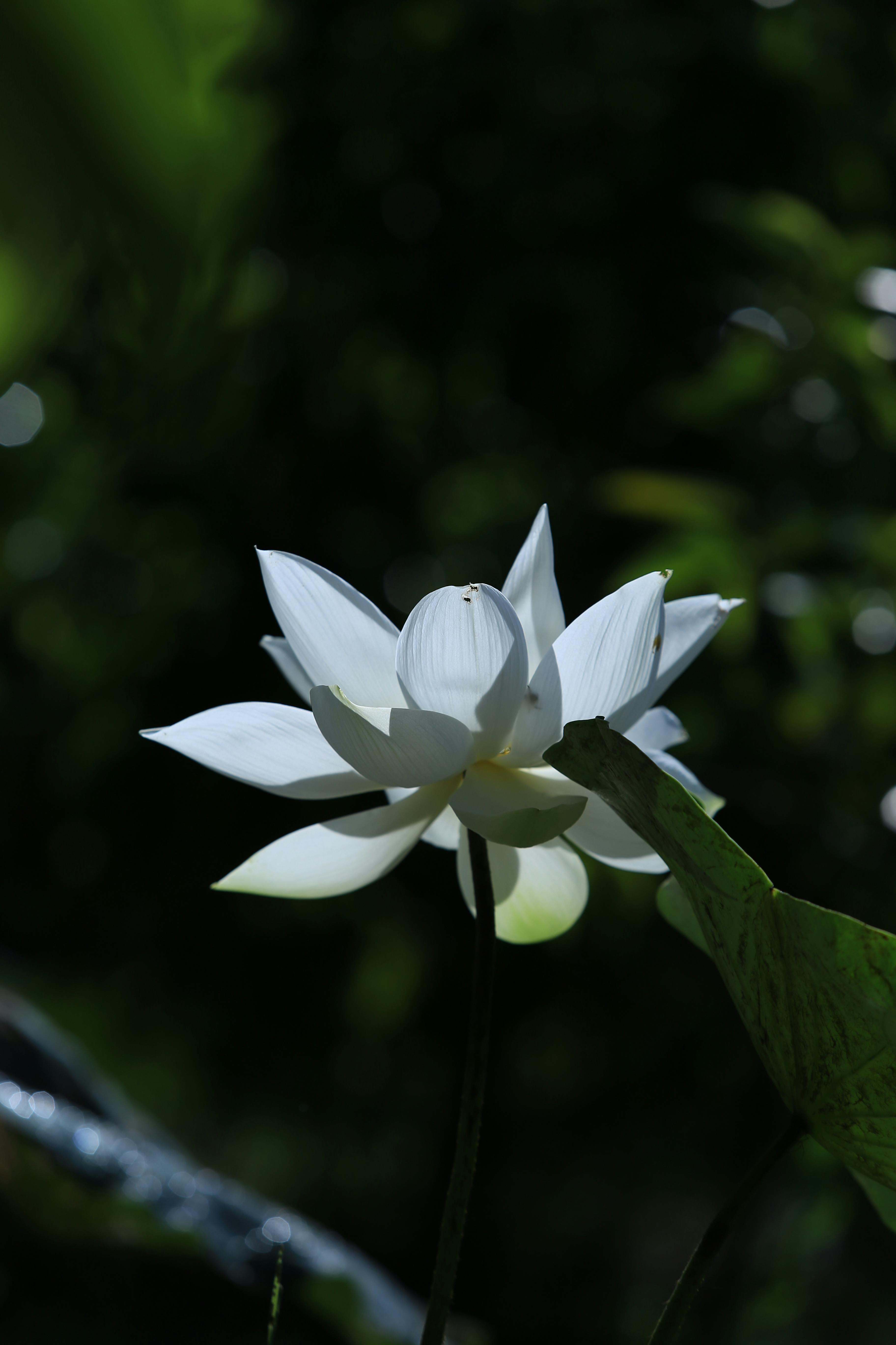 White Lotus Flower Blooming on a Long Stalk · Free Stock Photo