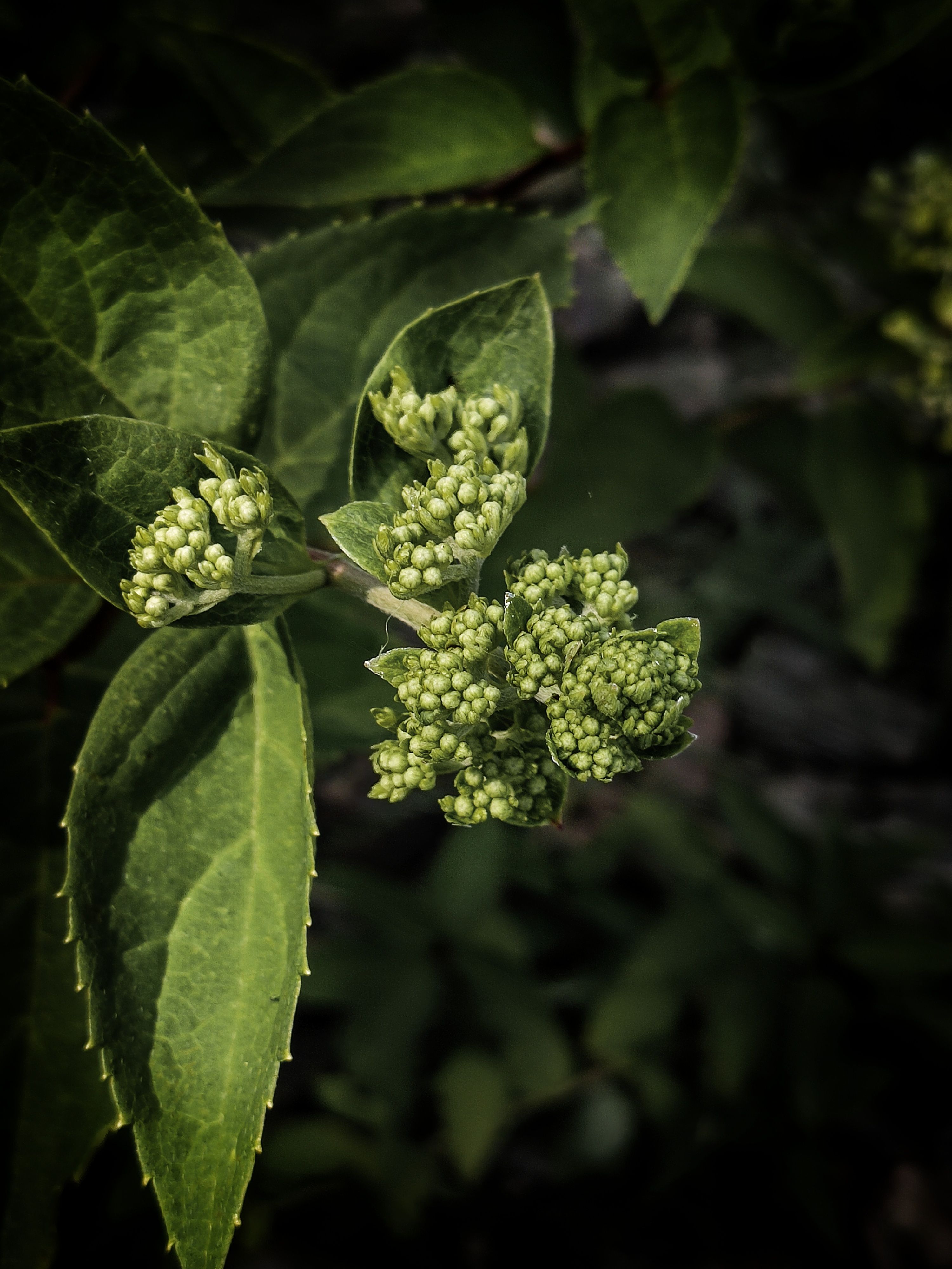 Aesthetic Green Flowers Photos, Download The BEST Free Aesthetic Green ...