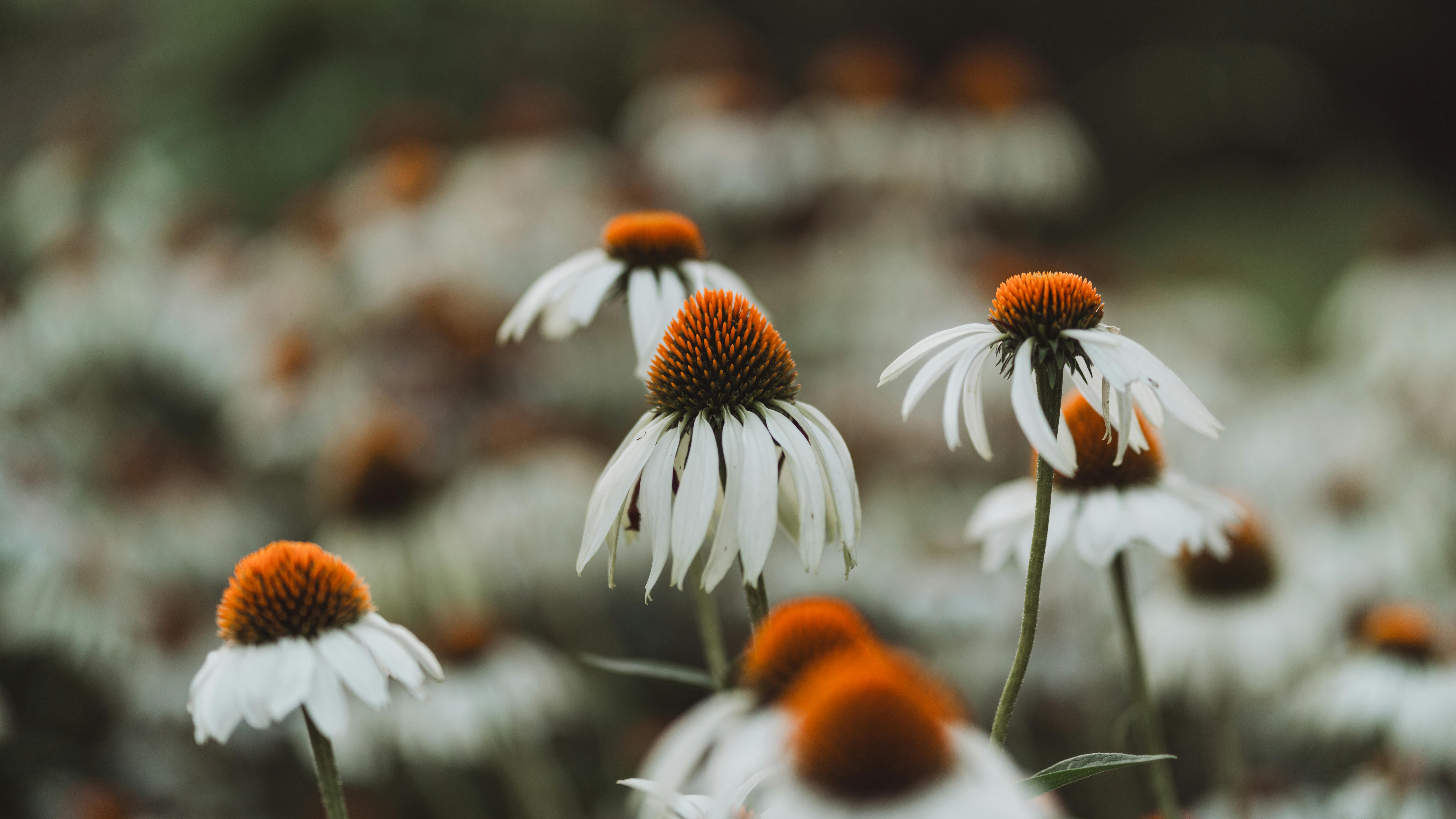 4k Fresh Wallpaper Photos, Download The BEST Free 4k Fresh Wallpaper ...