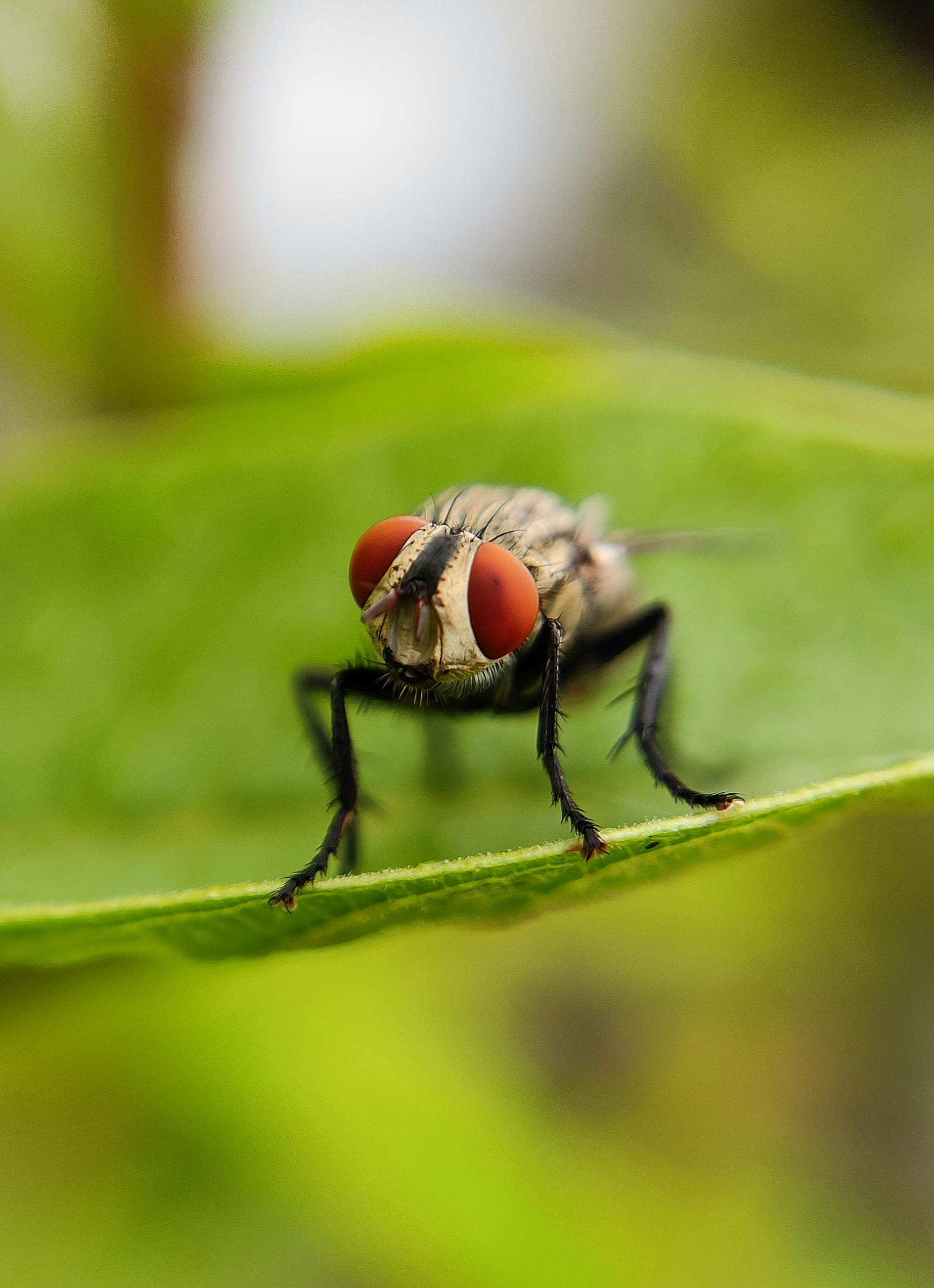 Shyamli Kashyap - Photography