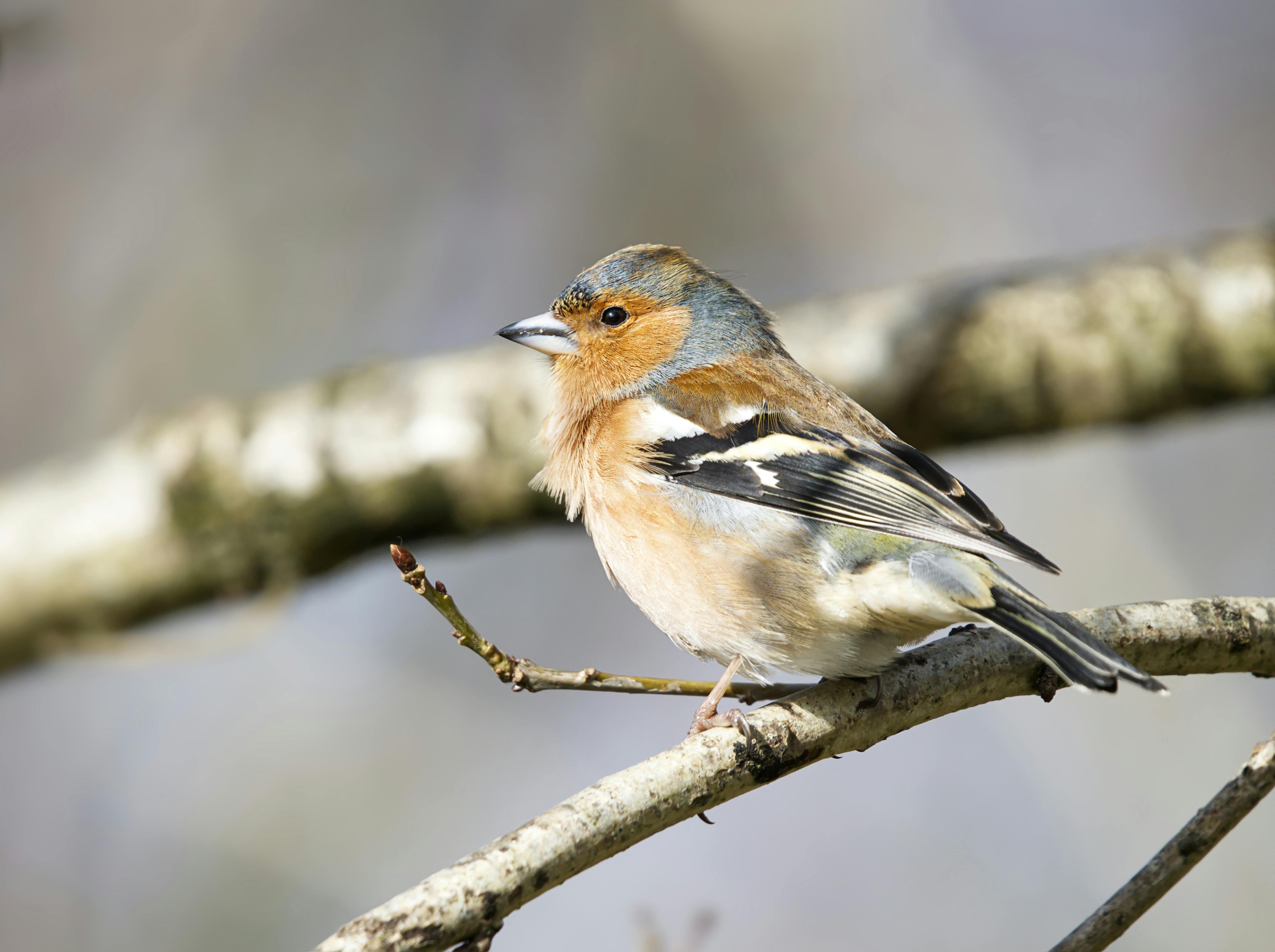 Small Chaffinch Bird · Free Stock Photo