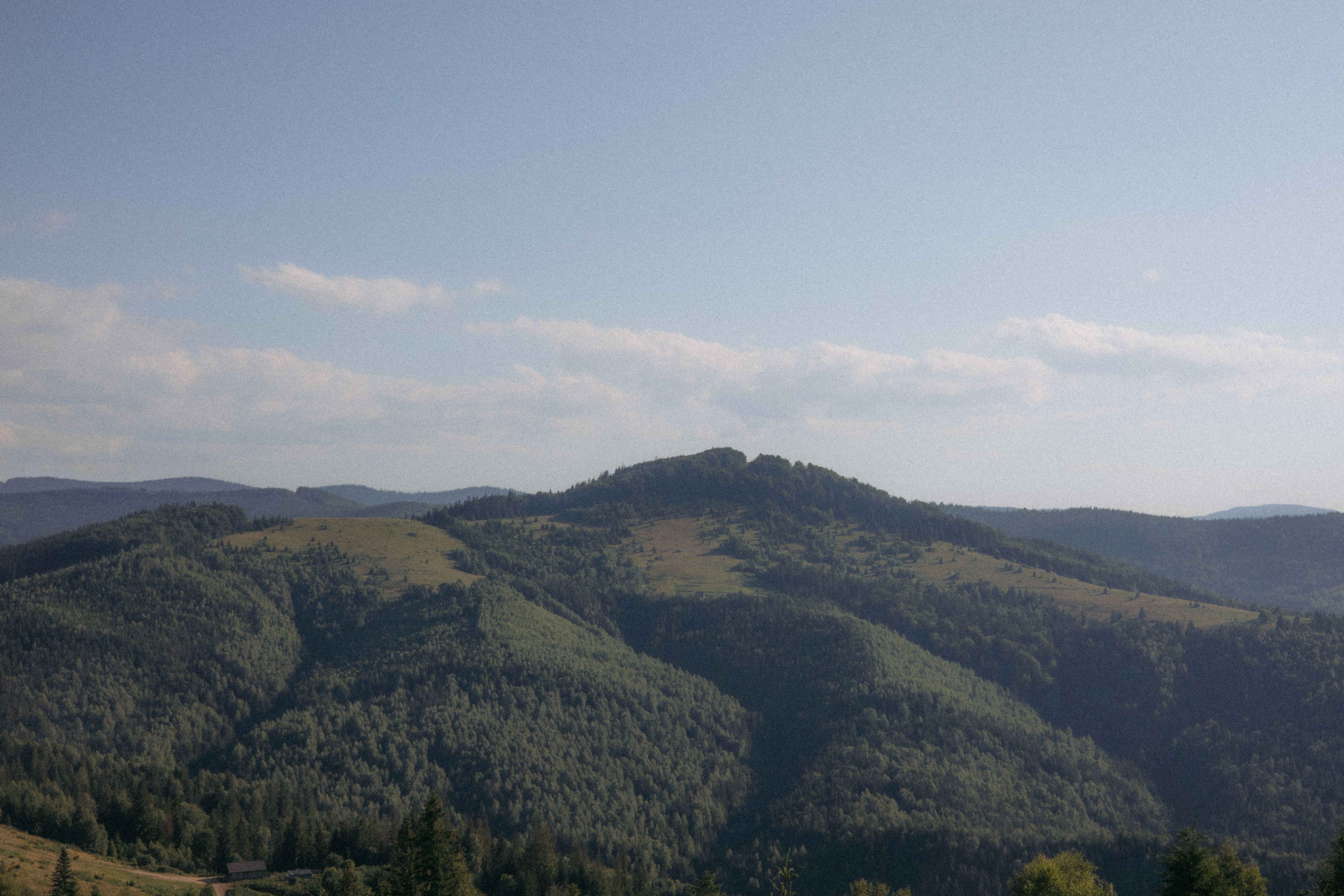 Forest on Hills · Free Stock Photo