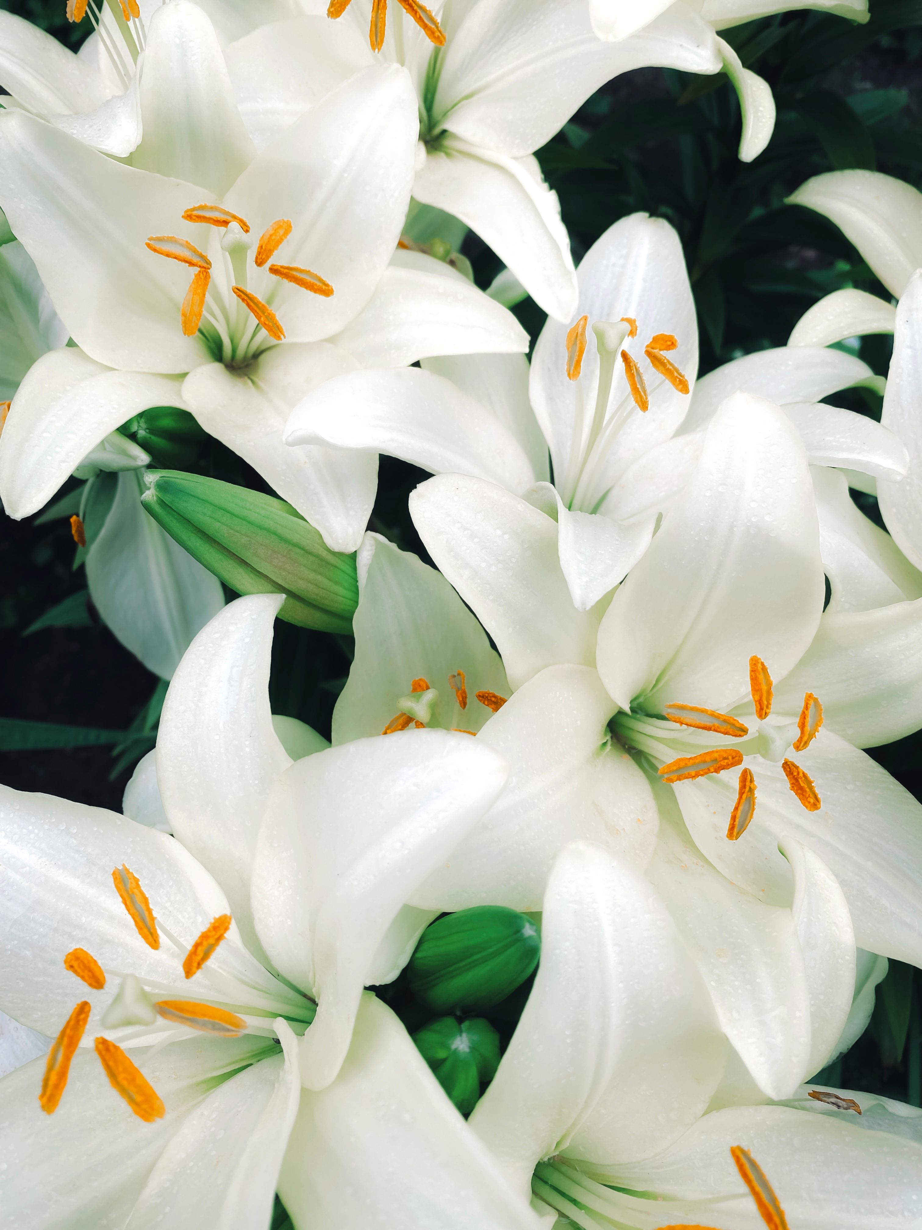 White Lily Flowers · Free Stock Photo
