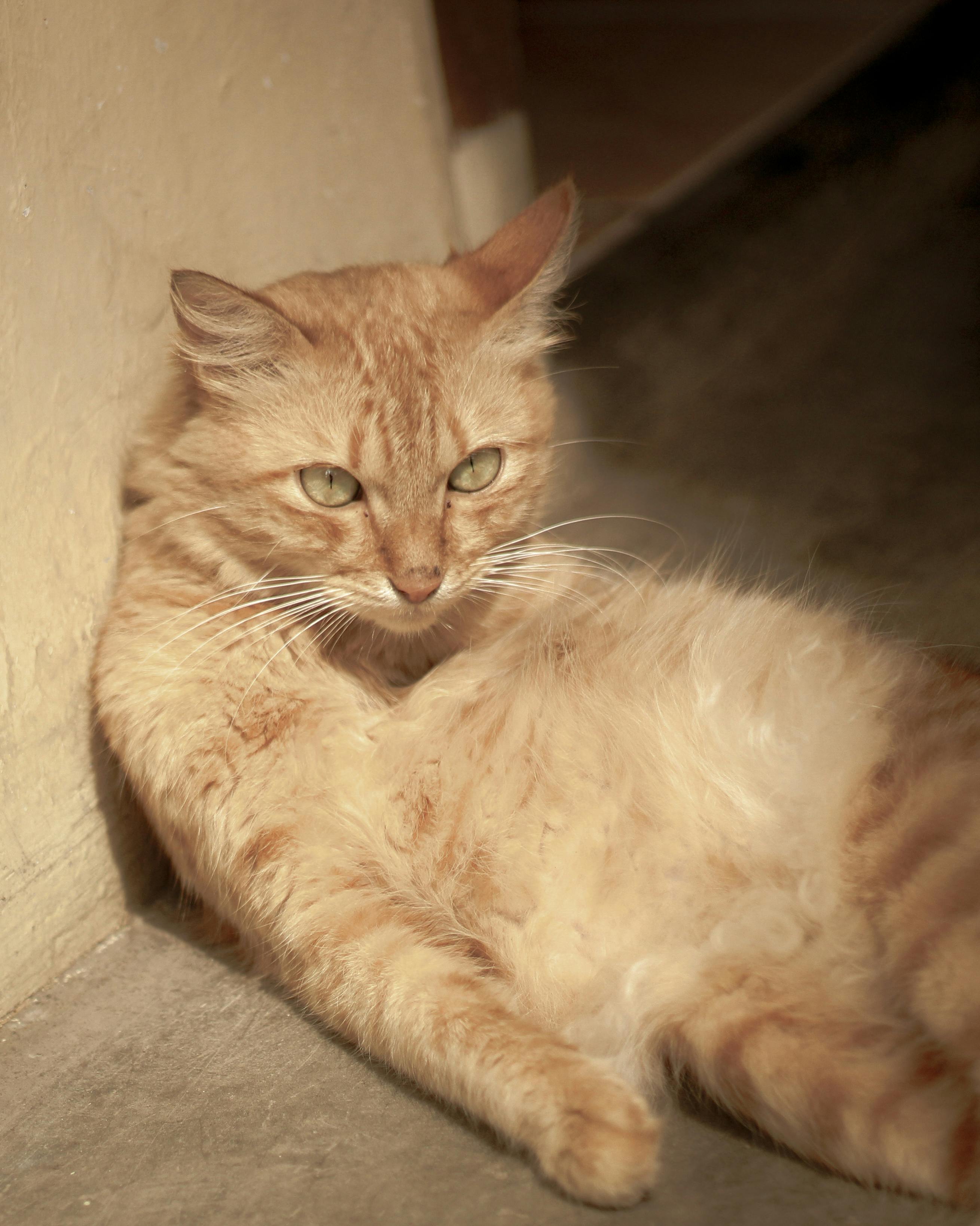 Animation Cute Cartoons Photos, Download The BEST Free Animation Cute ...