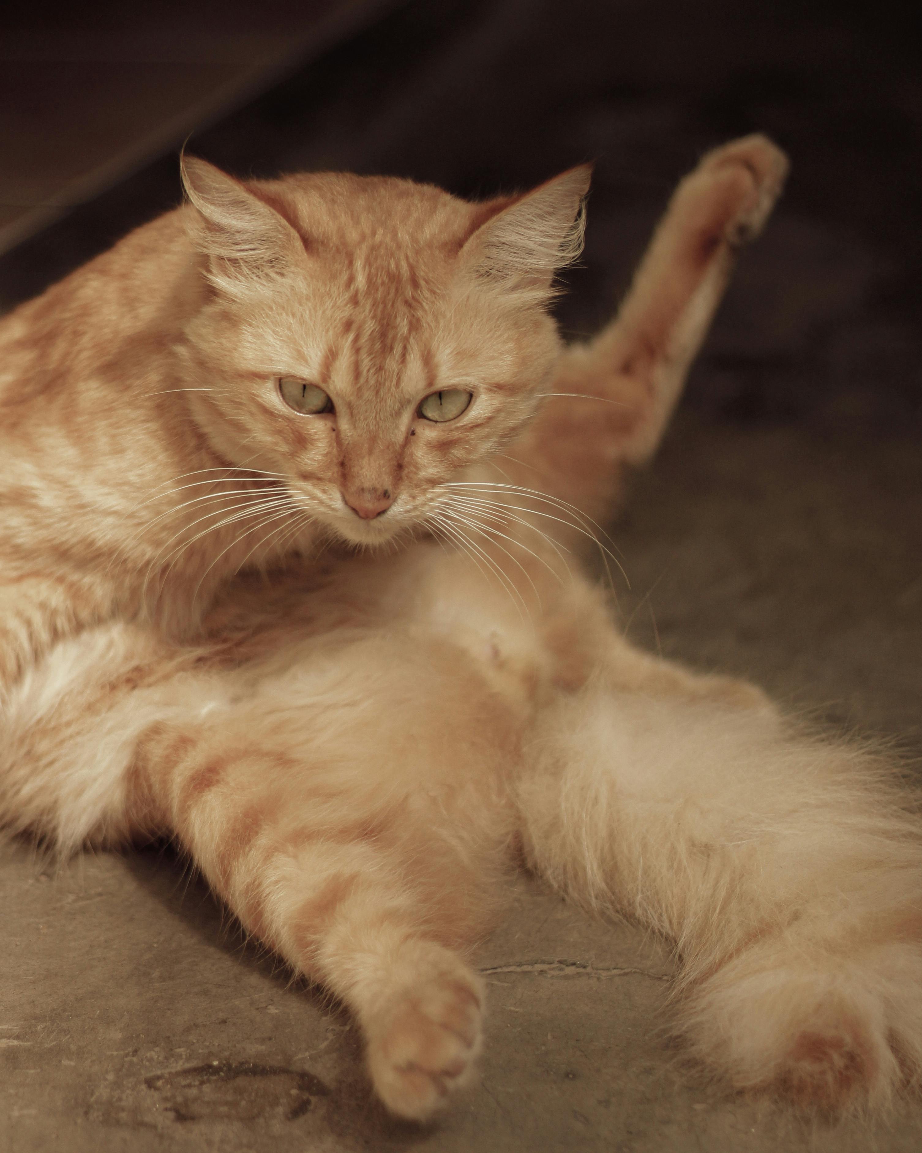 Ginger Cat Lying Down · Free Stock Photo