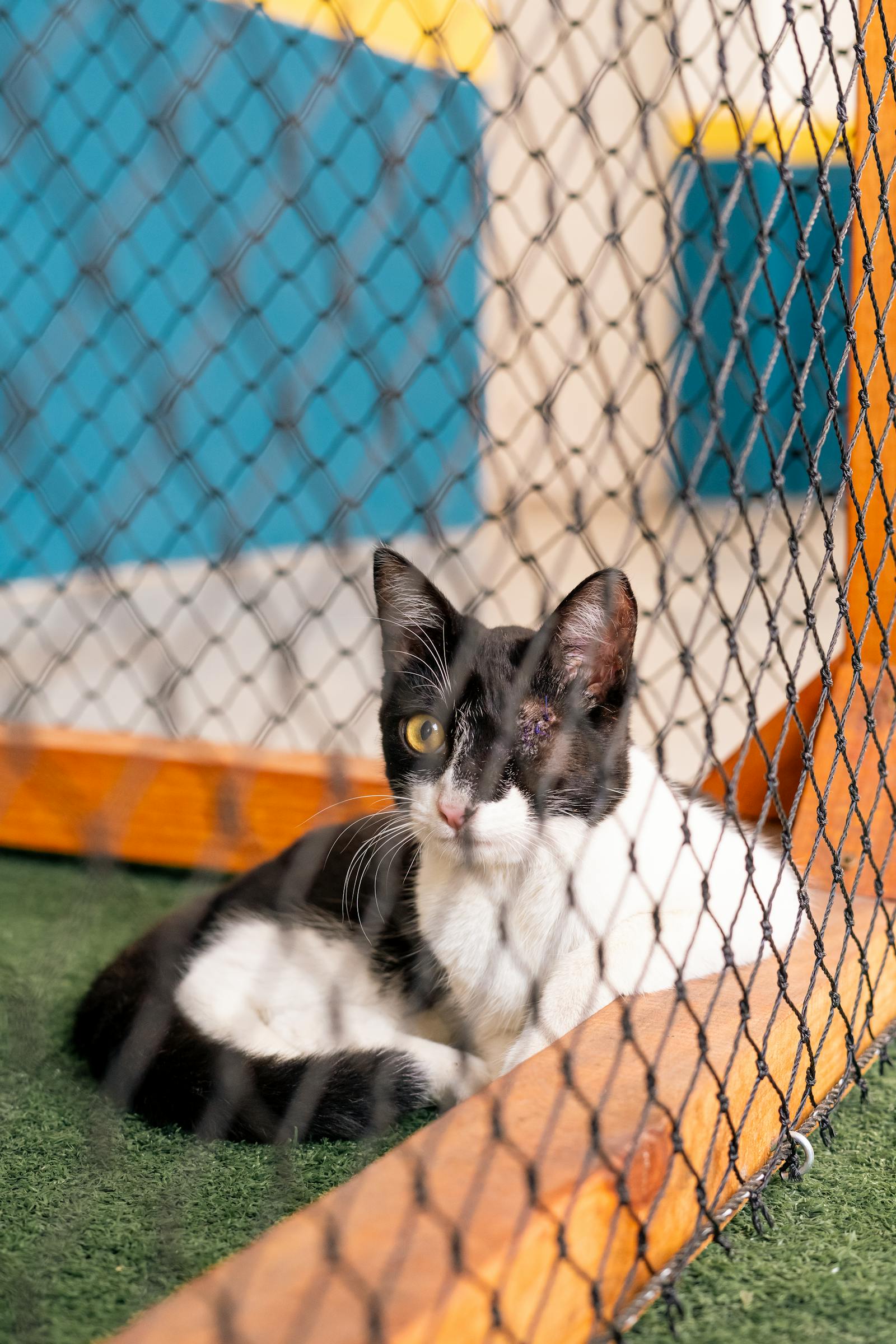 Cat In Cage Photos, Download The BEST Free Cat In Cage Stock Photos ...