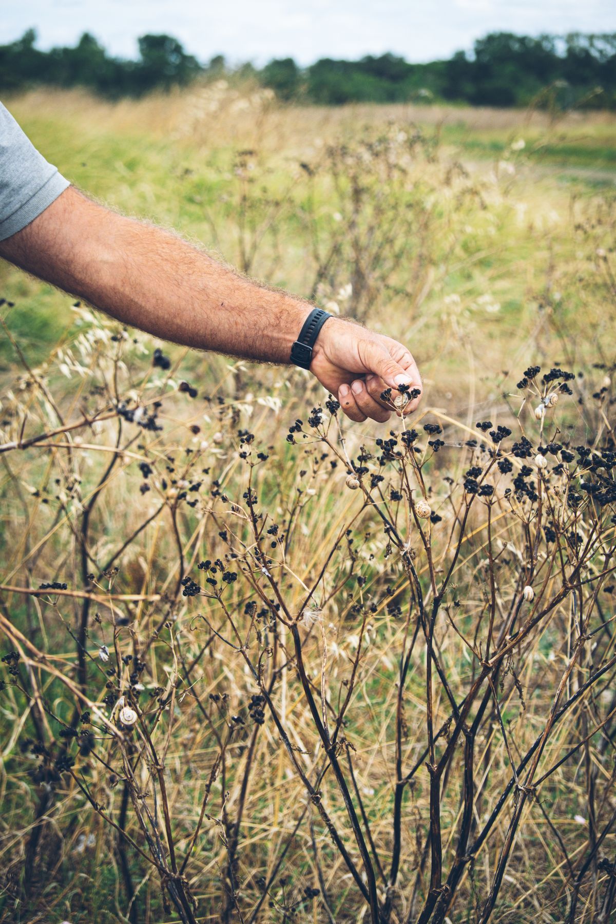 Picking Berries Photos, Download The BEST Free Picking Berries Stock ...