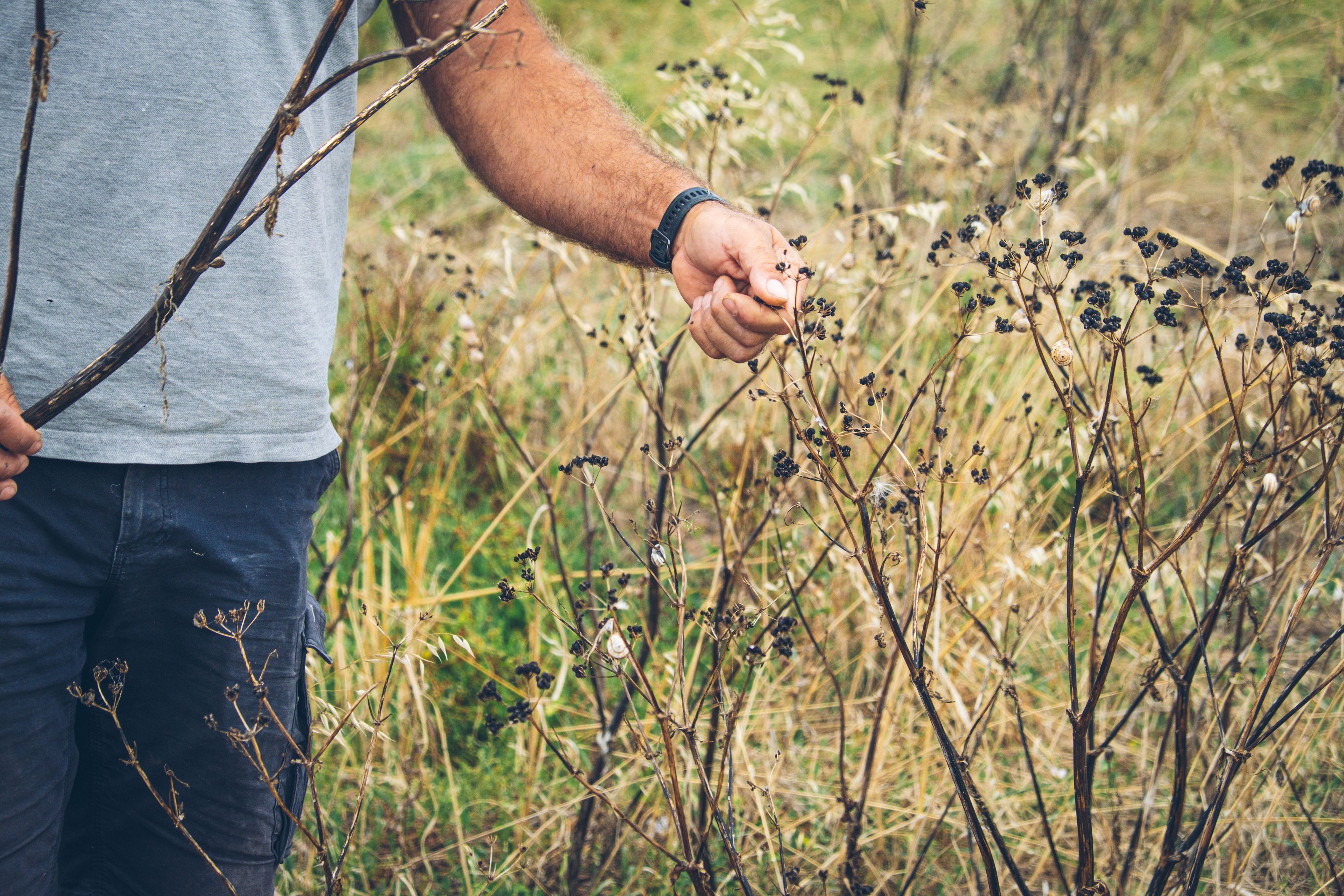 Picking Berries Photos, Download The BEST Free Picking Berries Stock ...