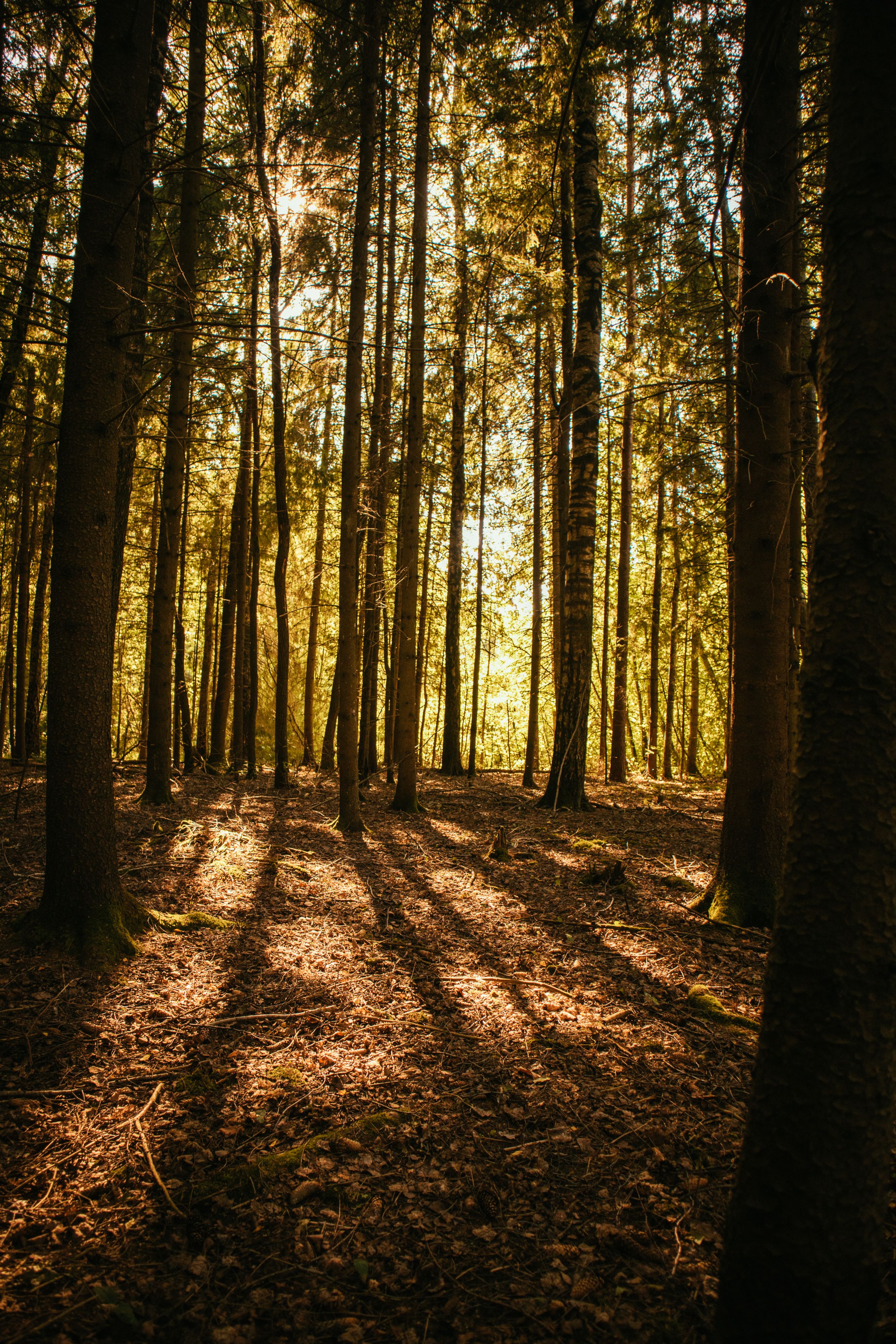 Bosque Alto Y Profundo · Foto de stock gratuita