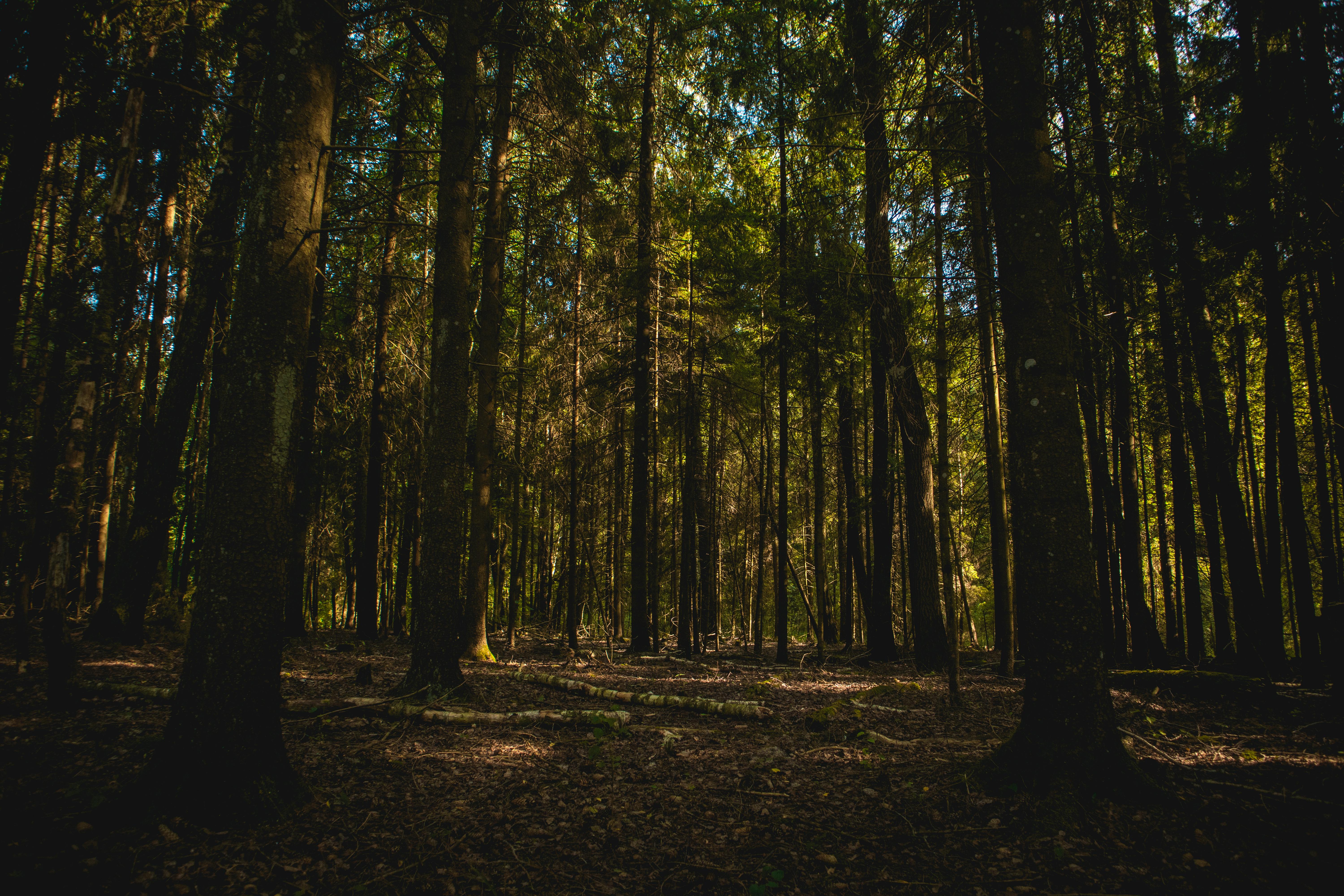 Tall Trees in Deep Forest · Free Stock Photo