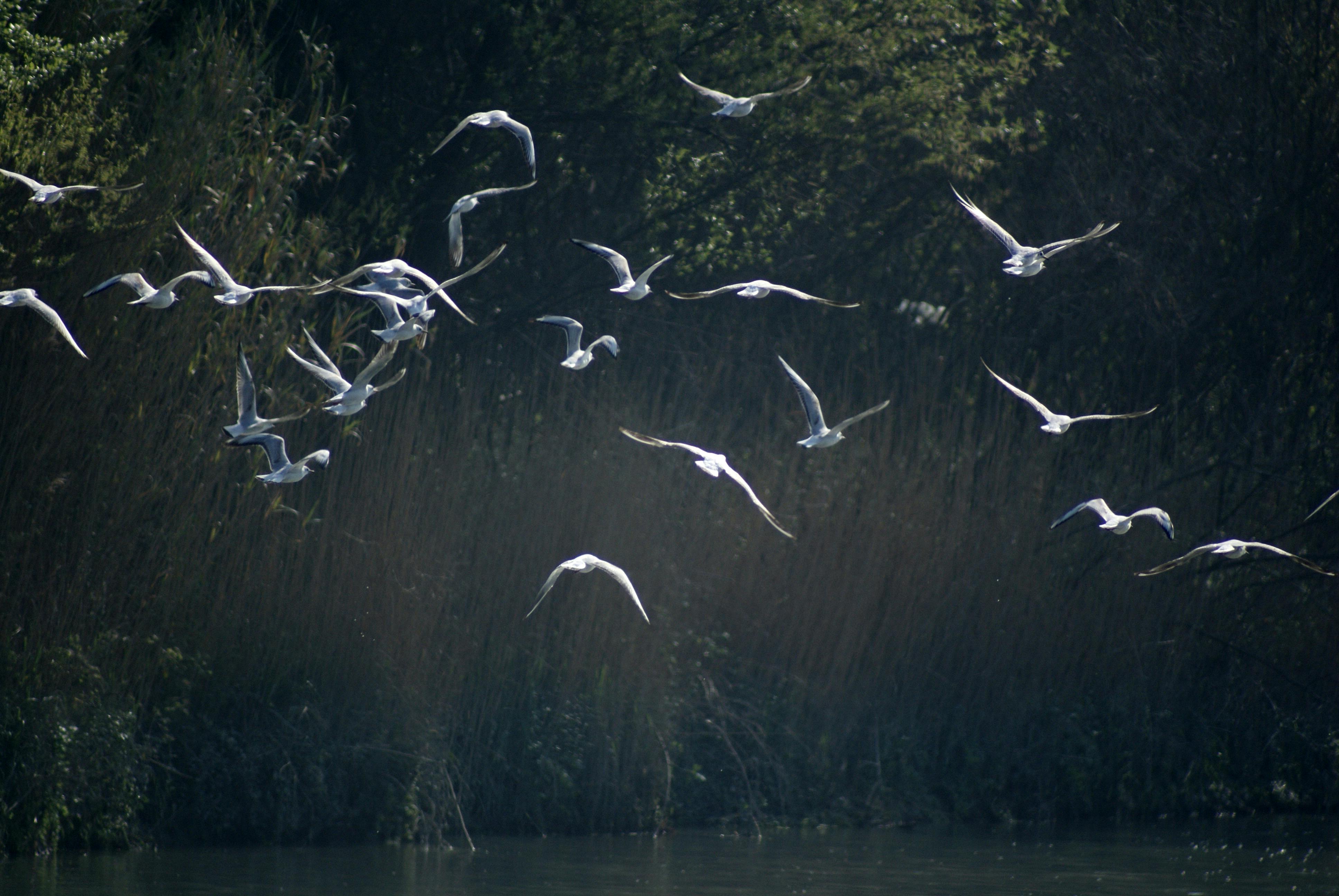 A flock of birds flying over a body of water · Free Stock Photo