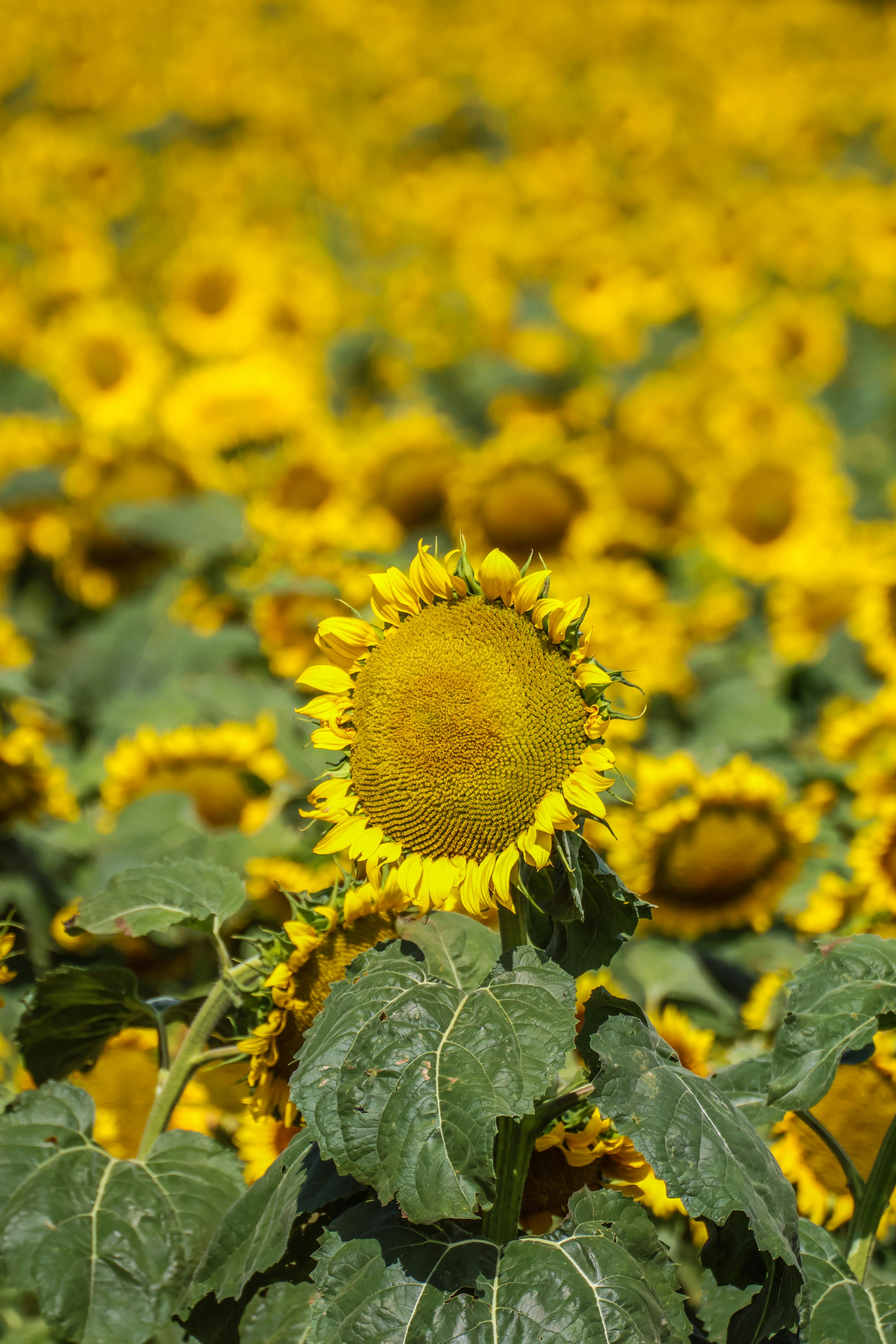 5 000+ Sunflower Watermark banque d’images et photos libres de droit ...