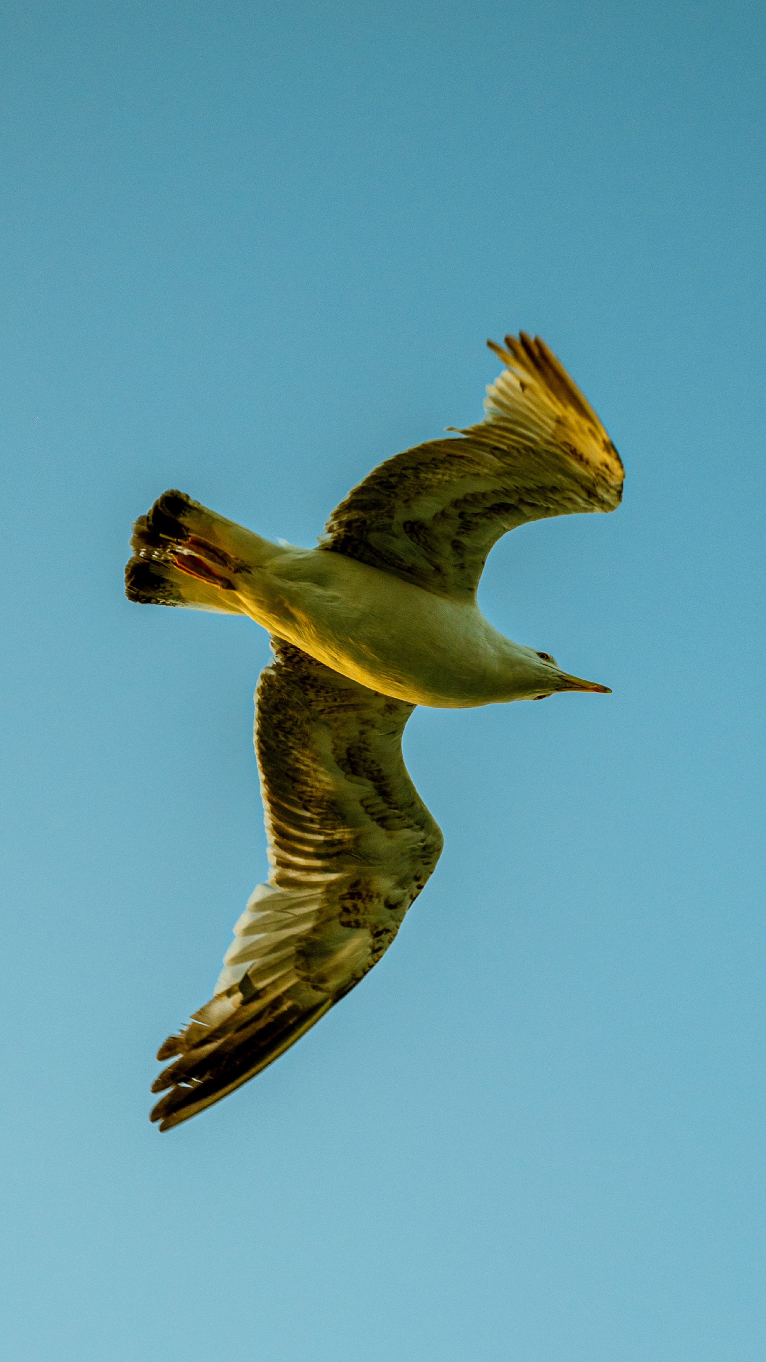 Soaring Bird Photos, Download The BEST Free Soaring Bird Stock Photos ...