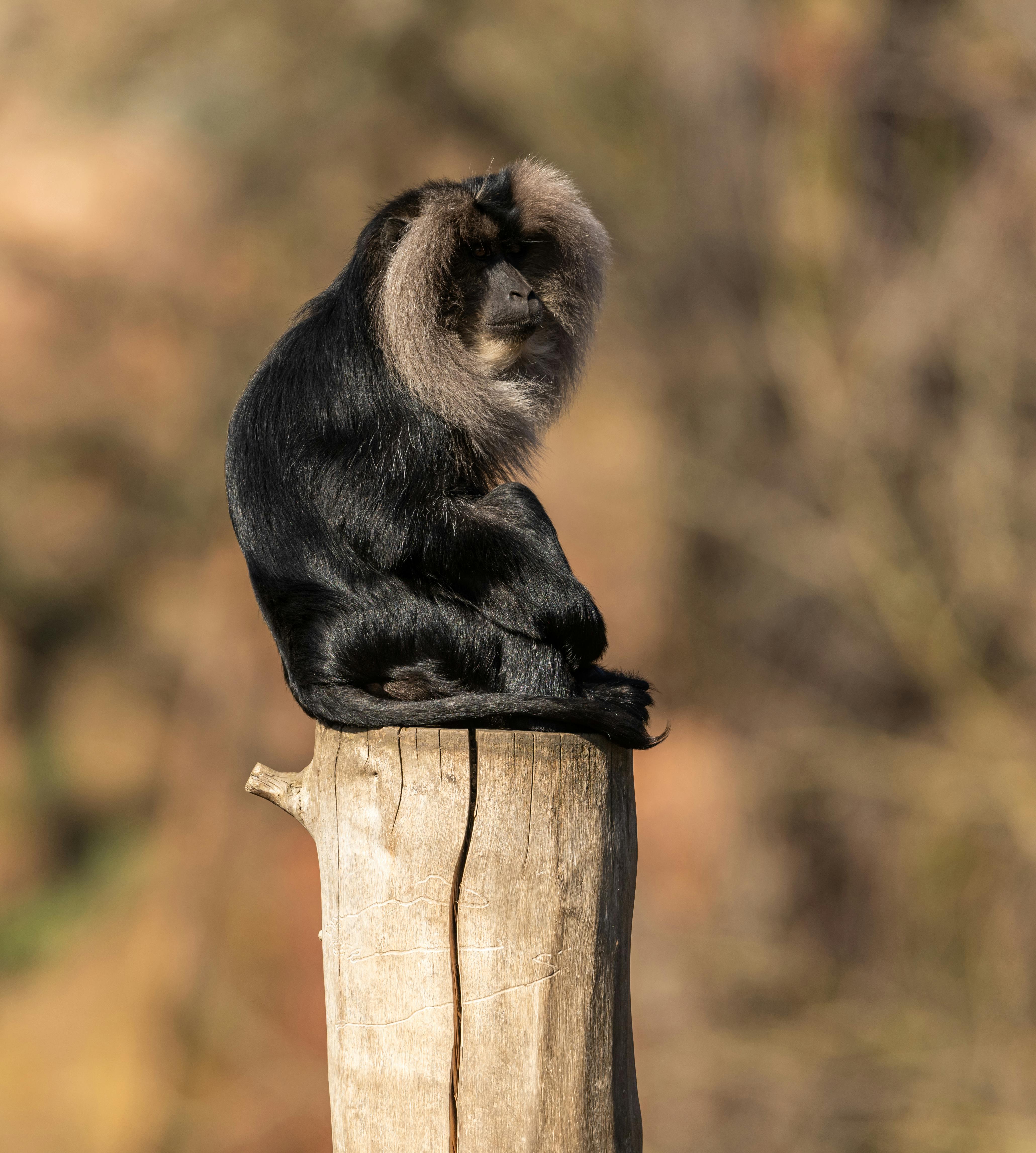 Black Lion-Tailed Macaque Monkey Sitting on a Tree Stump · Free Stock Photo