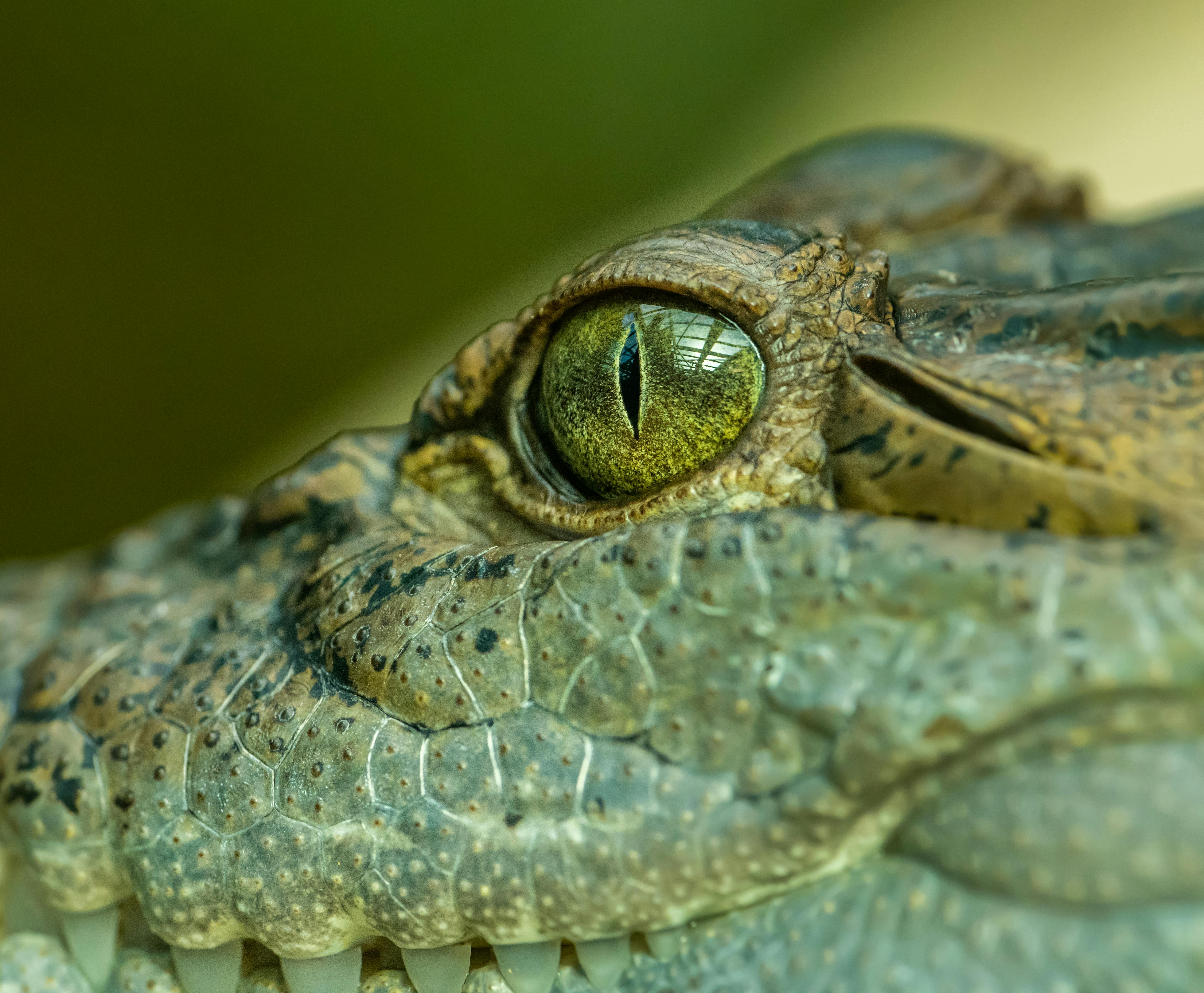 Close-Up Photo of a Crocodile Eye · Free Stock Photo
