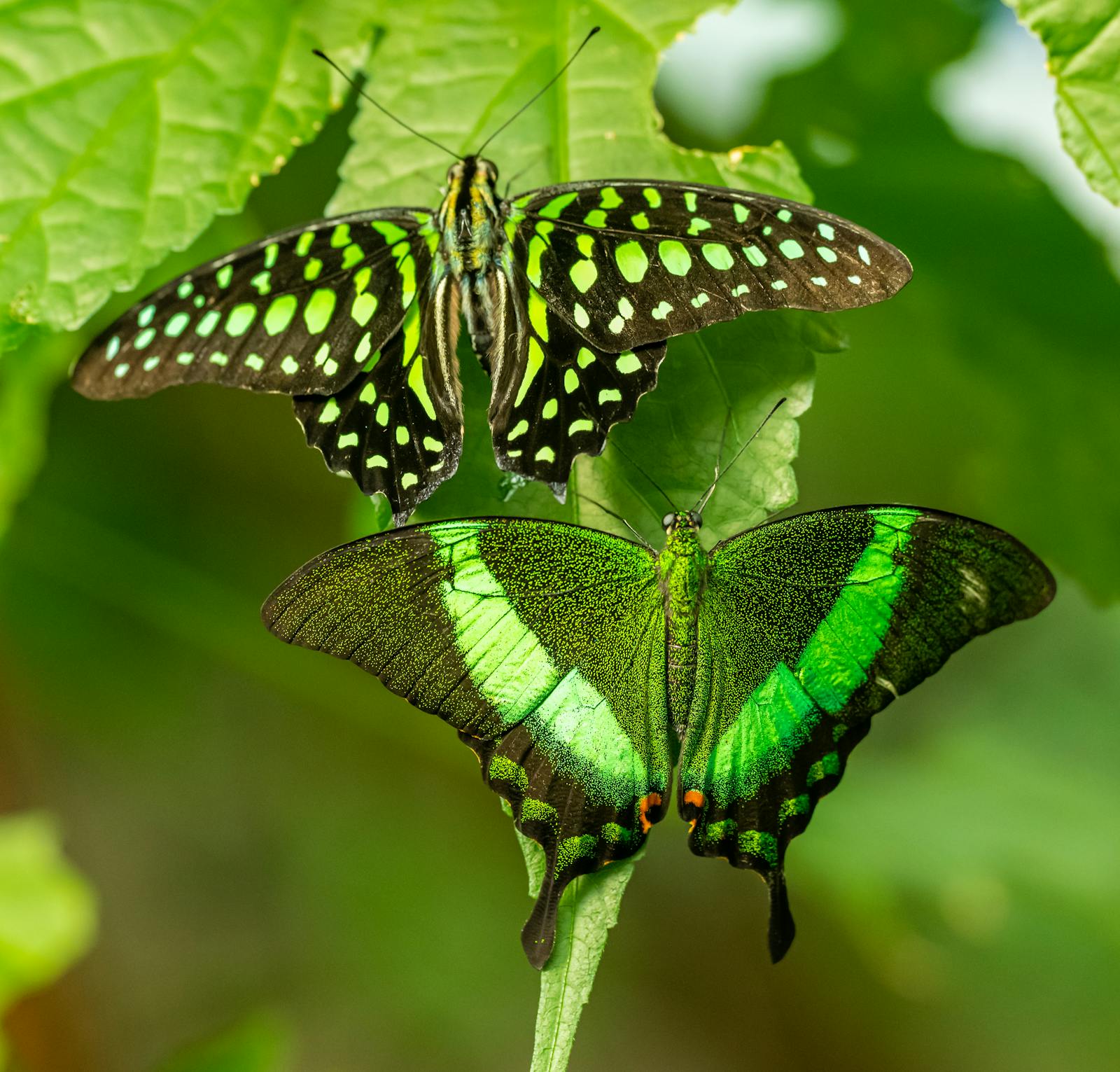Emerald Swallowtails Photos, Download The BEST Free Emerald ...