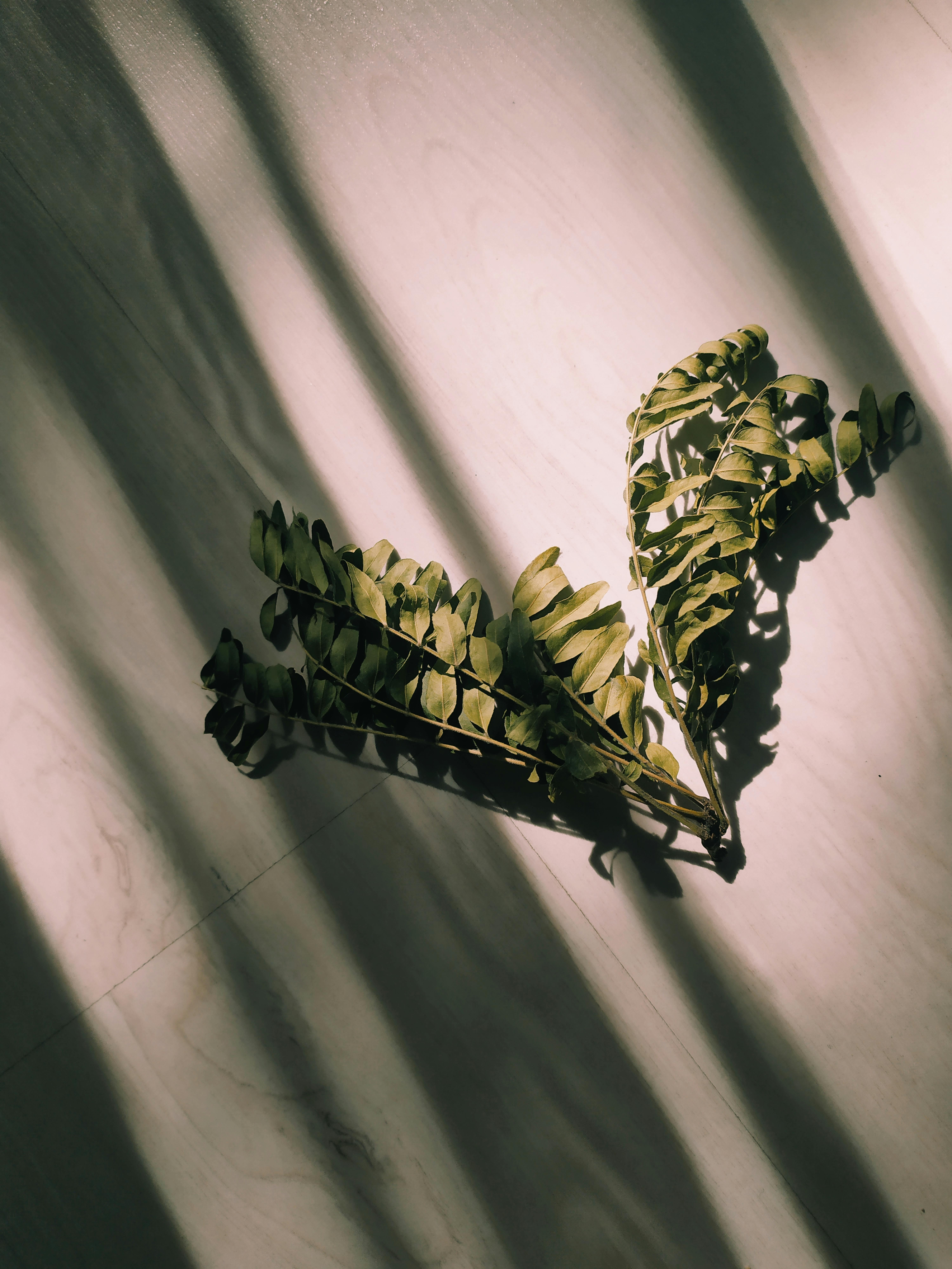 Drying Branches with Leaves · Free Stock Photo