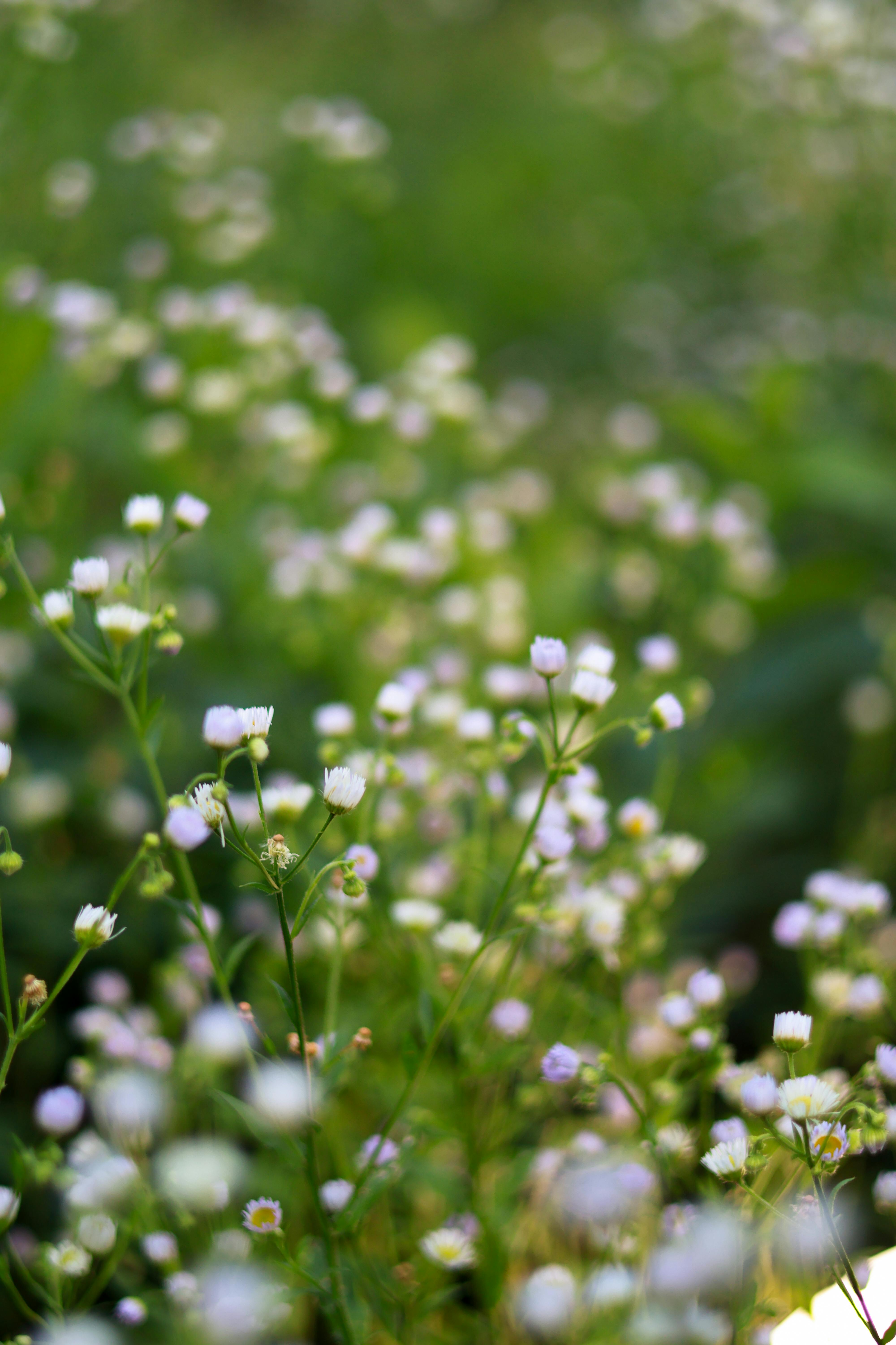 Tiny Spring Flowers · Free Stock Photo