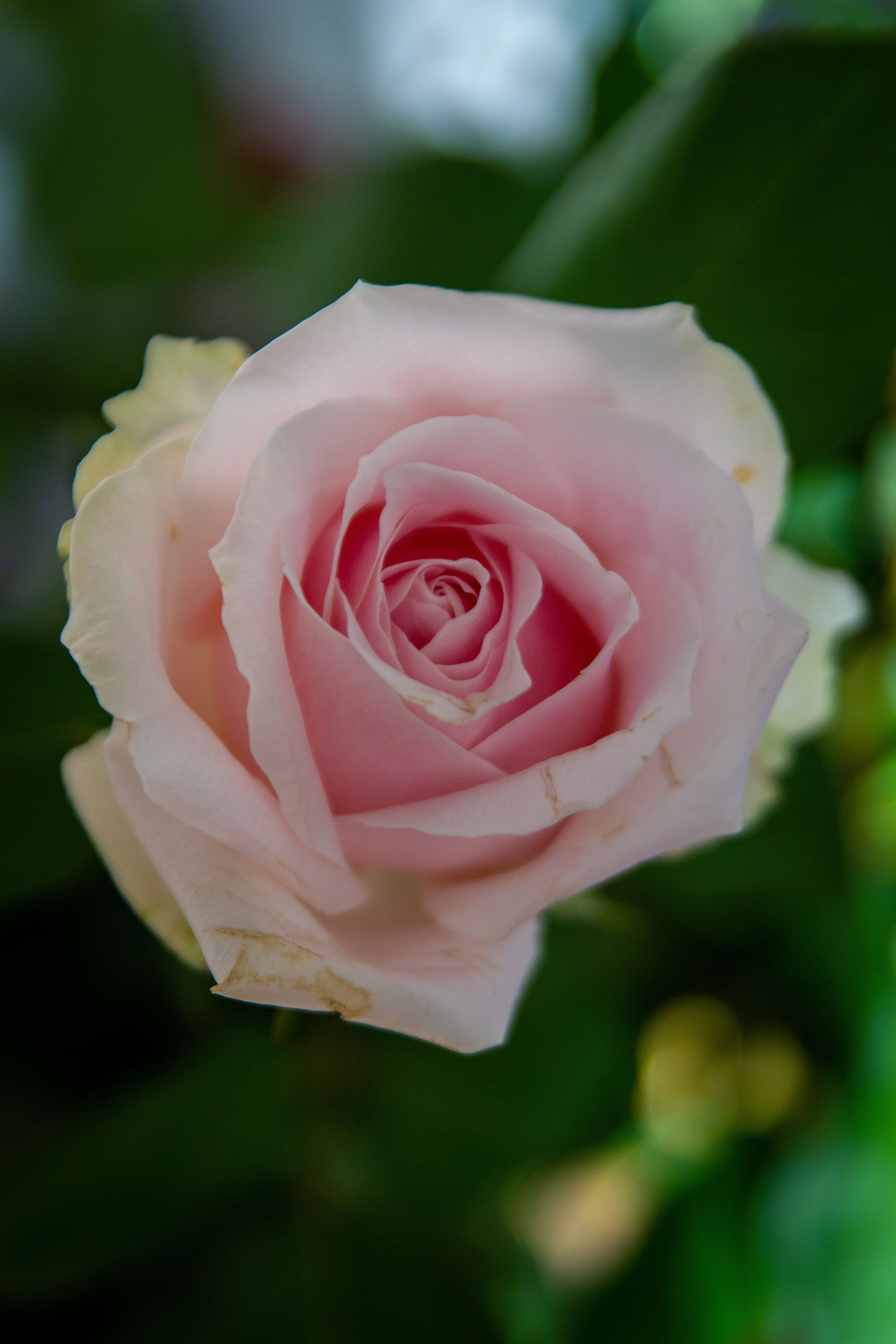 Close-up of a Light Pink Rose Growing in the Garden · Free Stock Photo