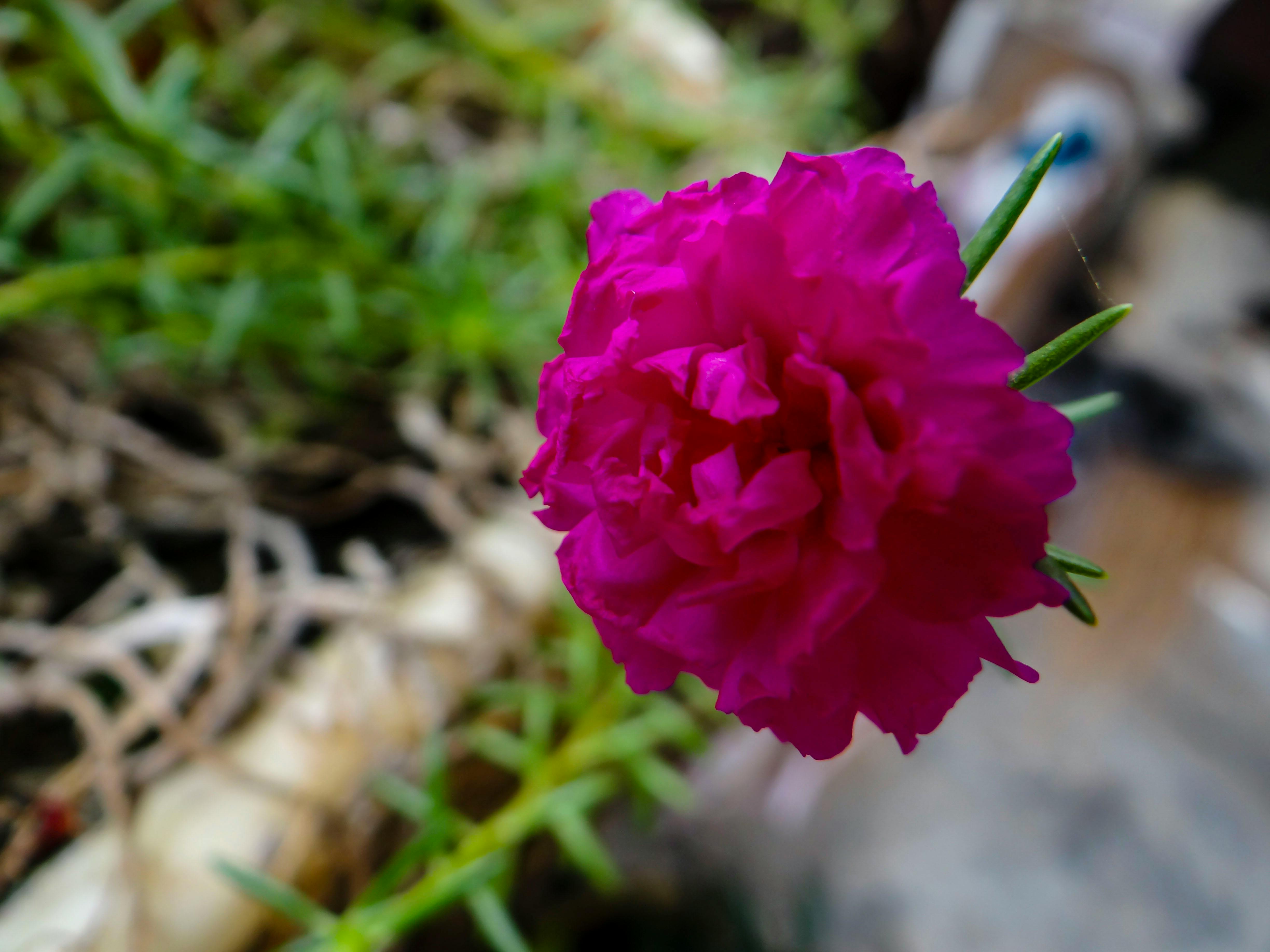 Deepak Chadha - Fotografía