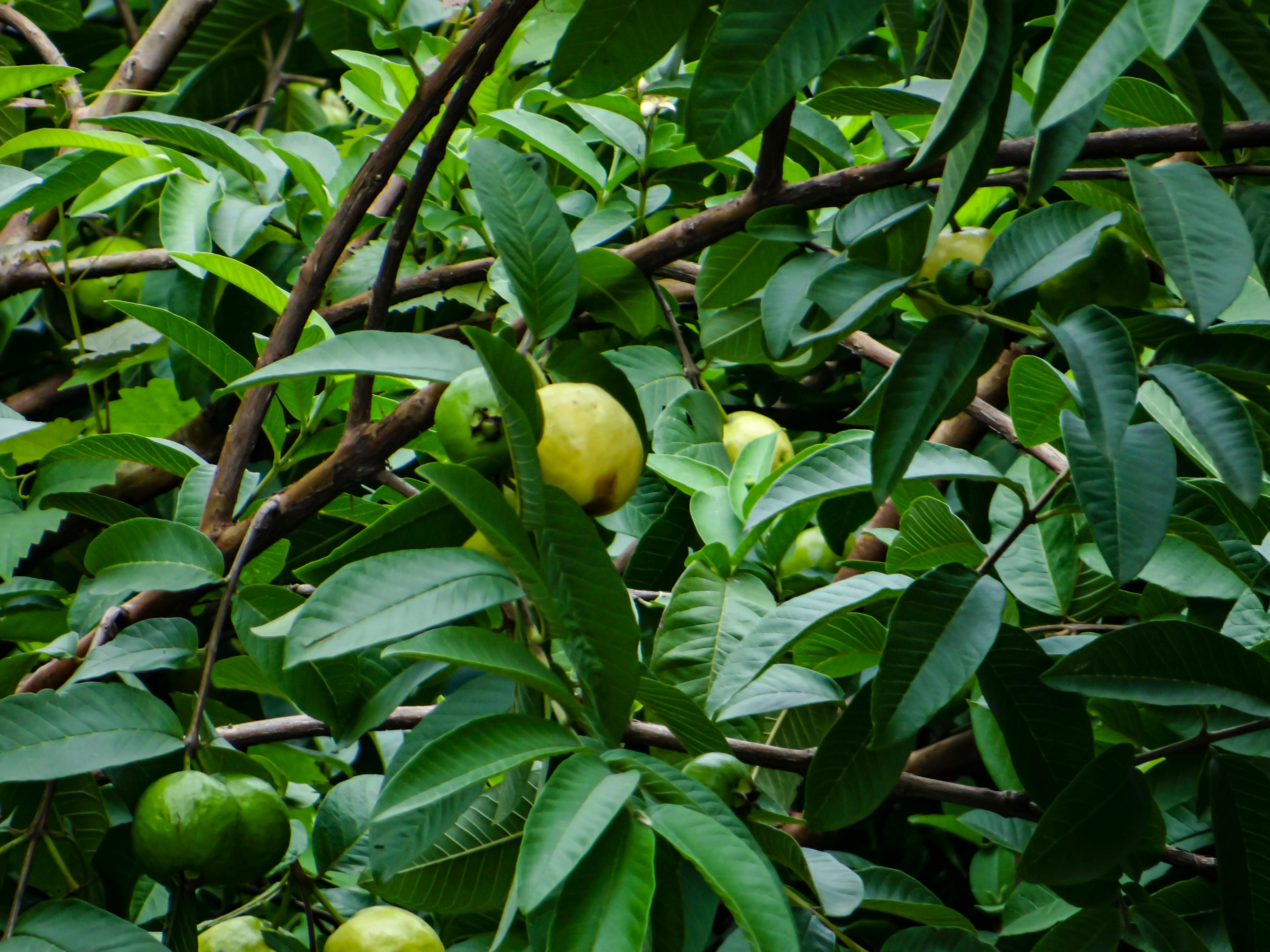 Deepak Chadha - Fotografía