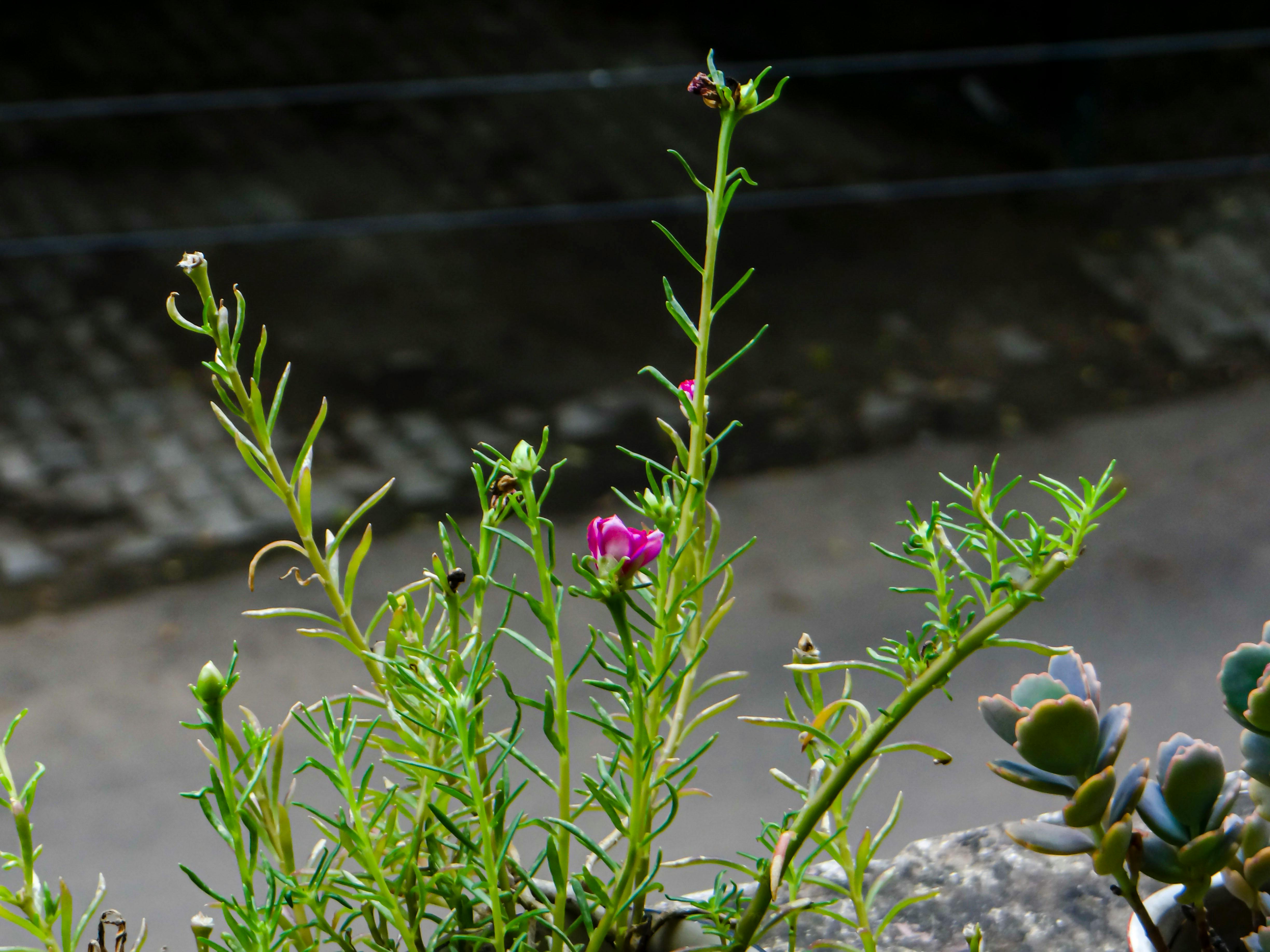 Deepak Chadha - Fotografía
