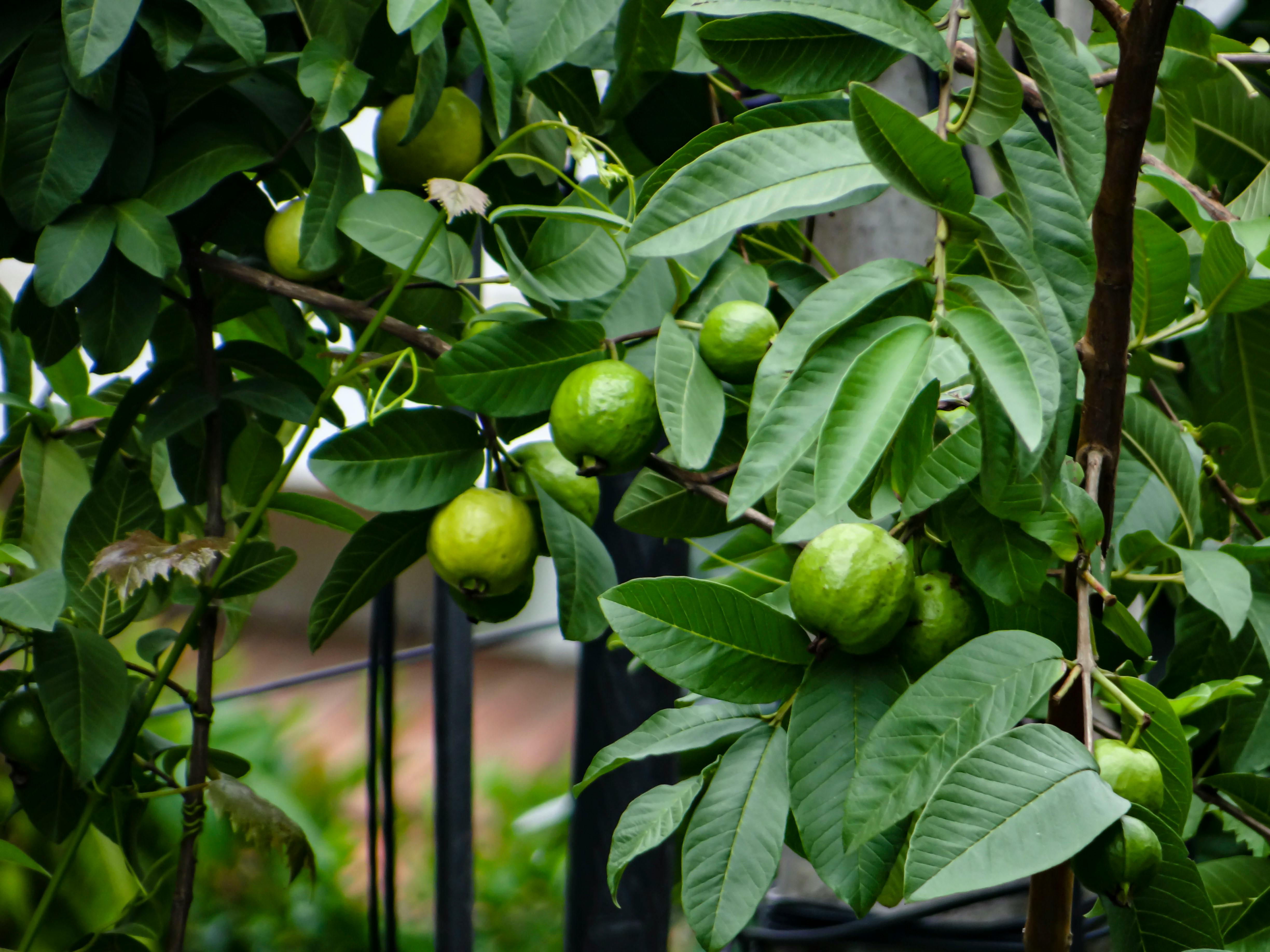 Deepak Chadha - Fotografía