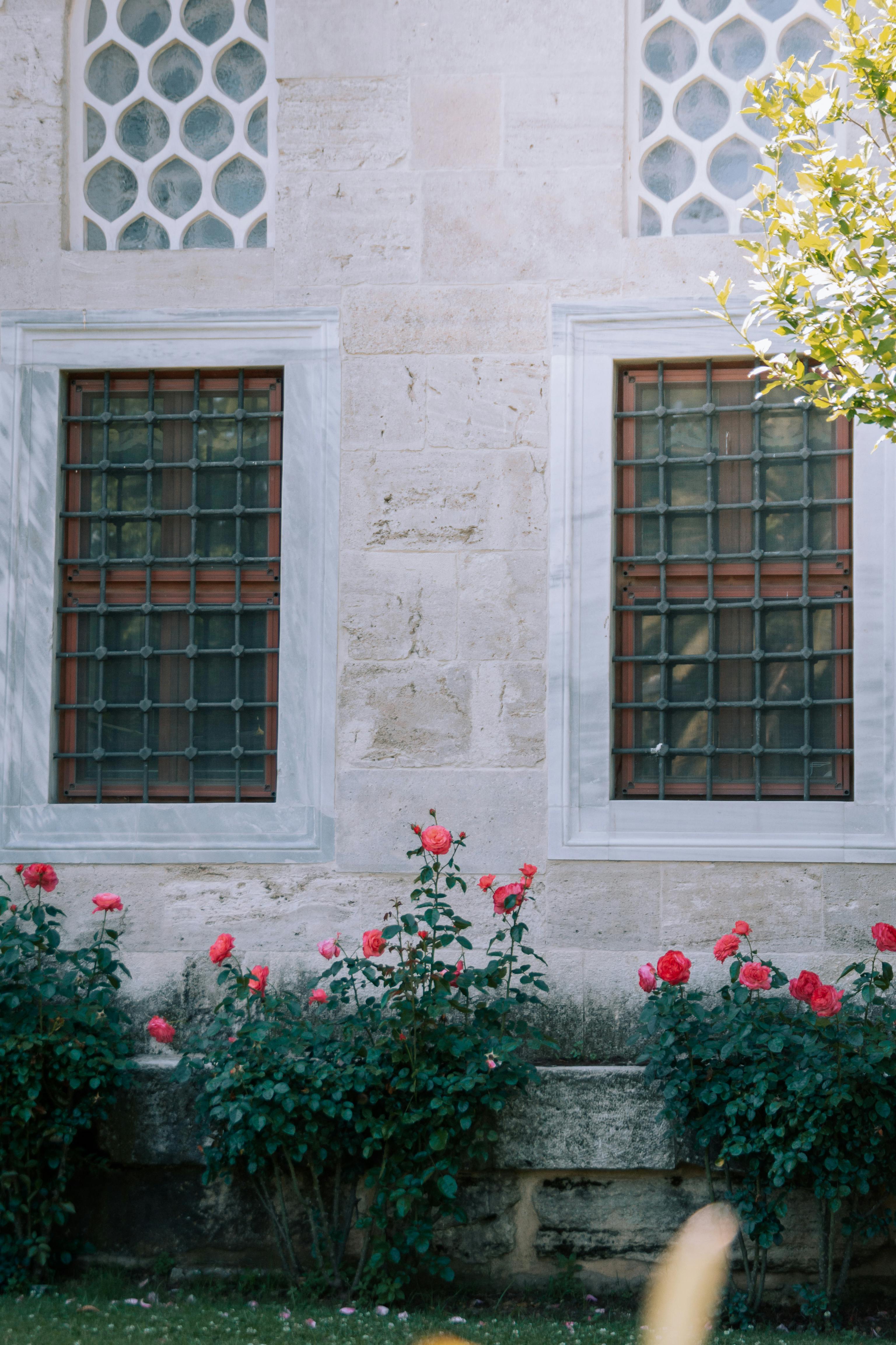 Blossoming Roses under Barred Windows · Free Stock Photo