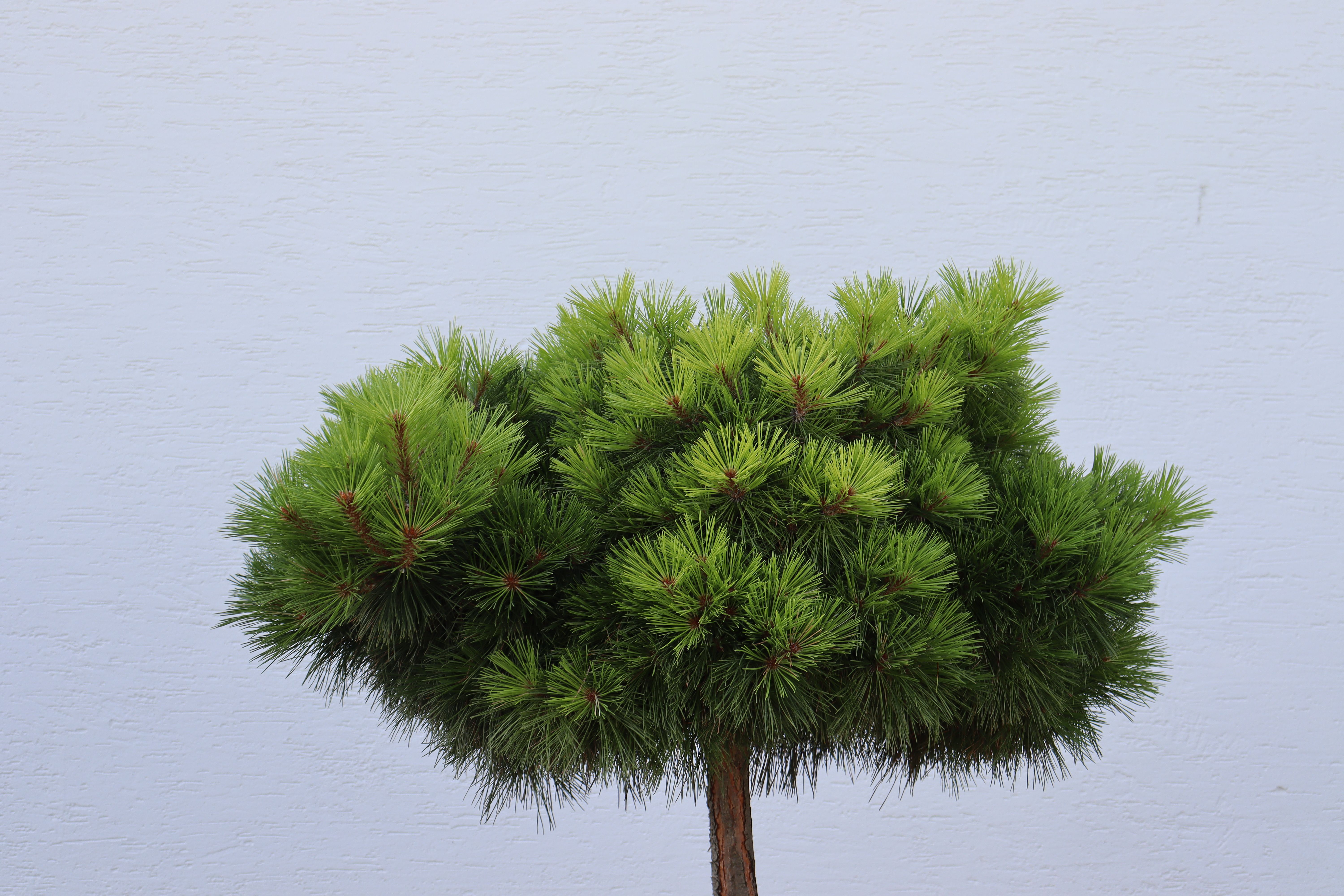 Close-up of a Ball-shaped Pine · Free Stock Photo