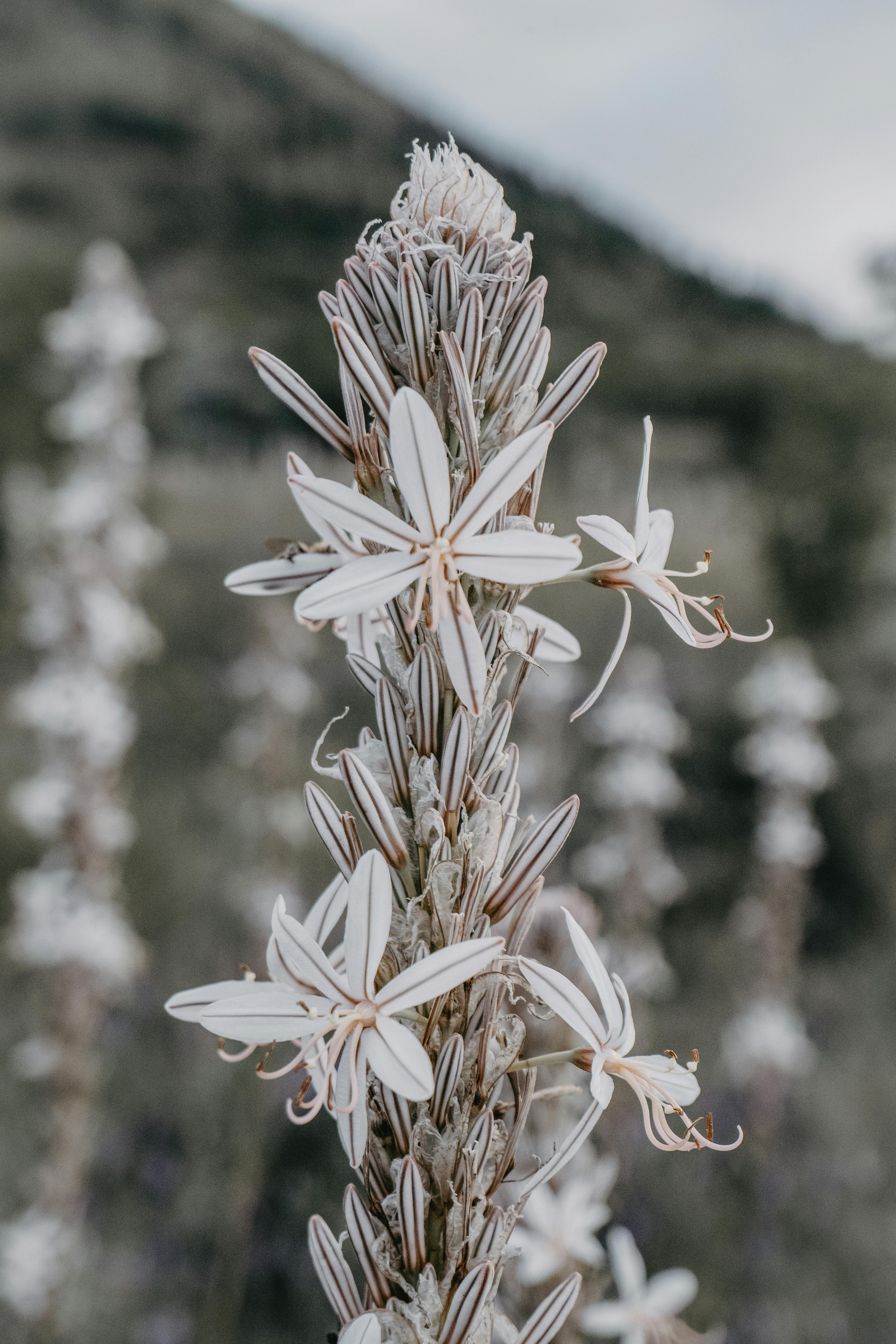 Close up of White Asphodel · Free Stock Photo