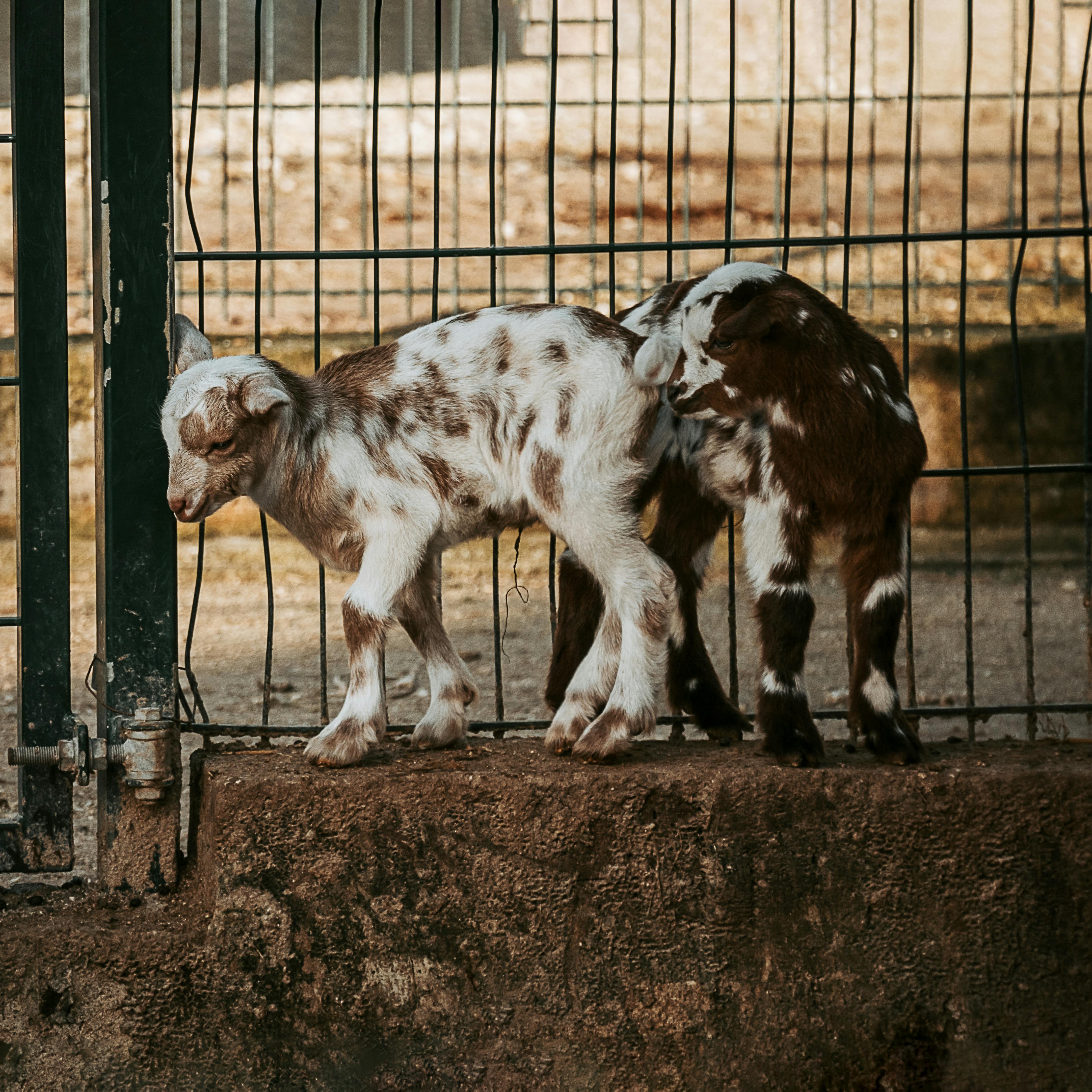 Goats Kids on Wall · Free Stock Photo