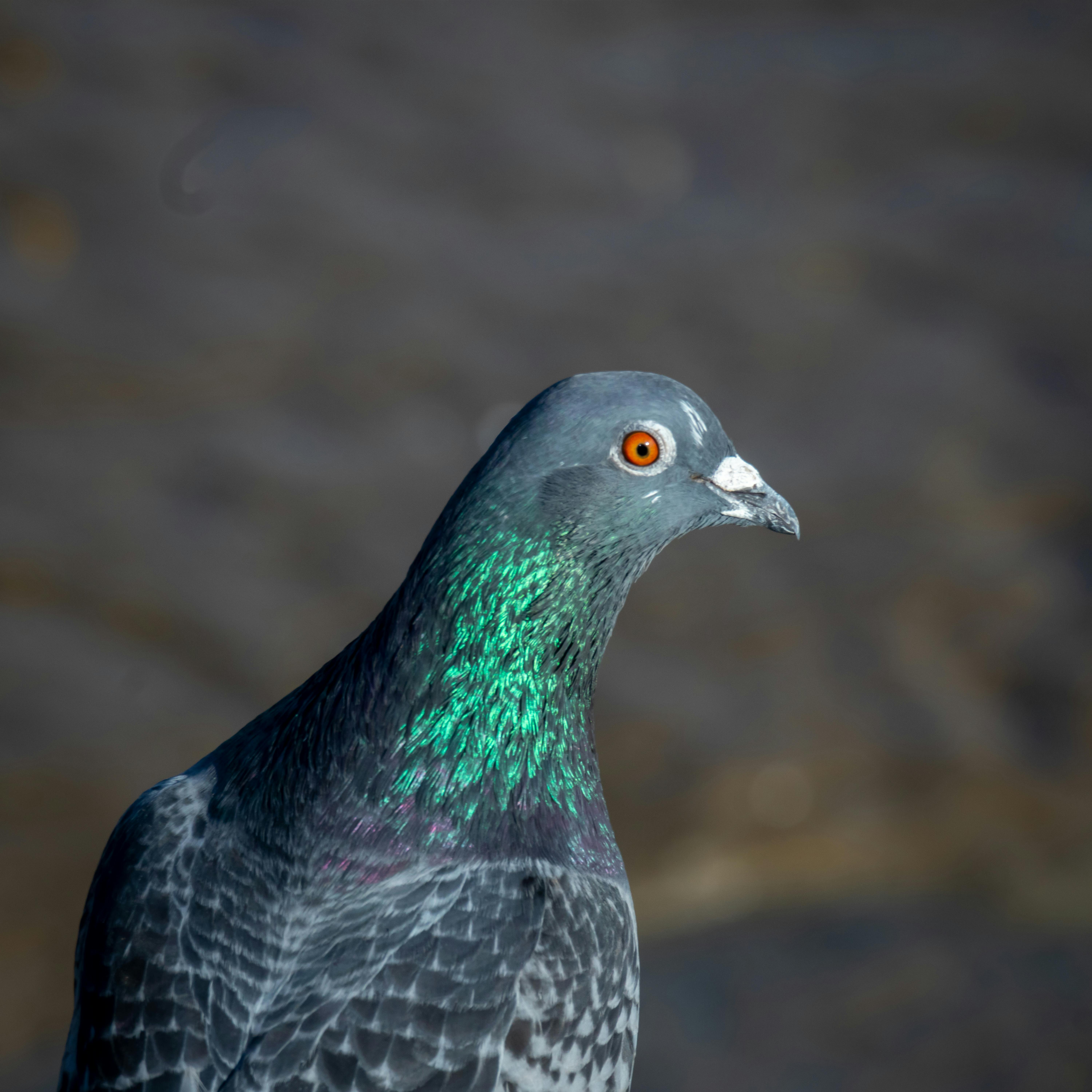 Pigeon Bird in Nature · Free Stock Photo