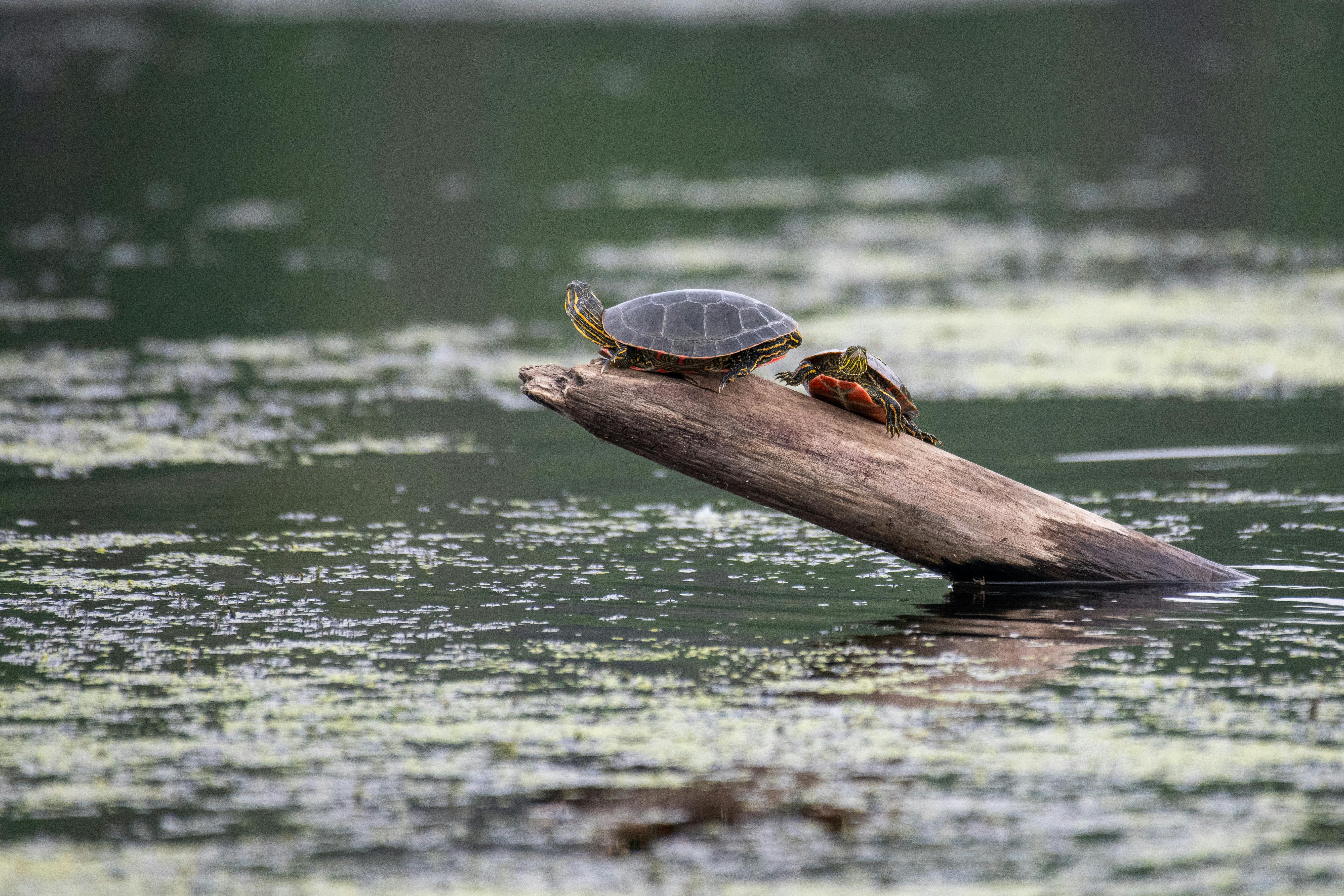 Photo of Turtle on Water · Free Stock Photo