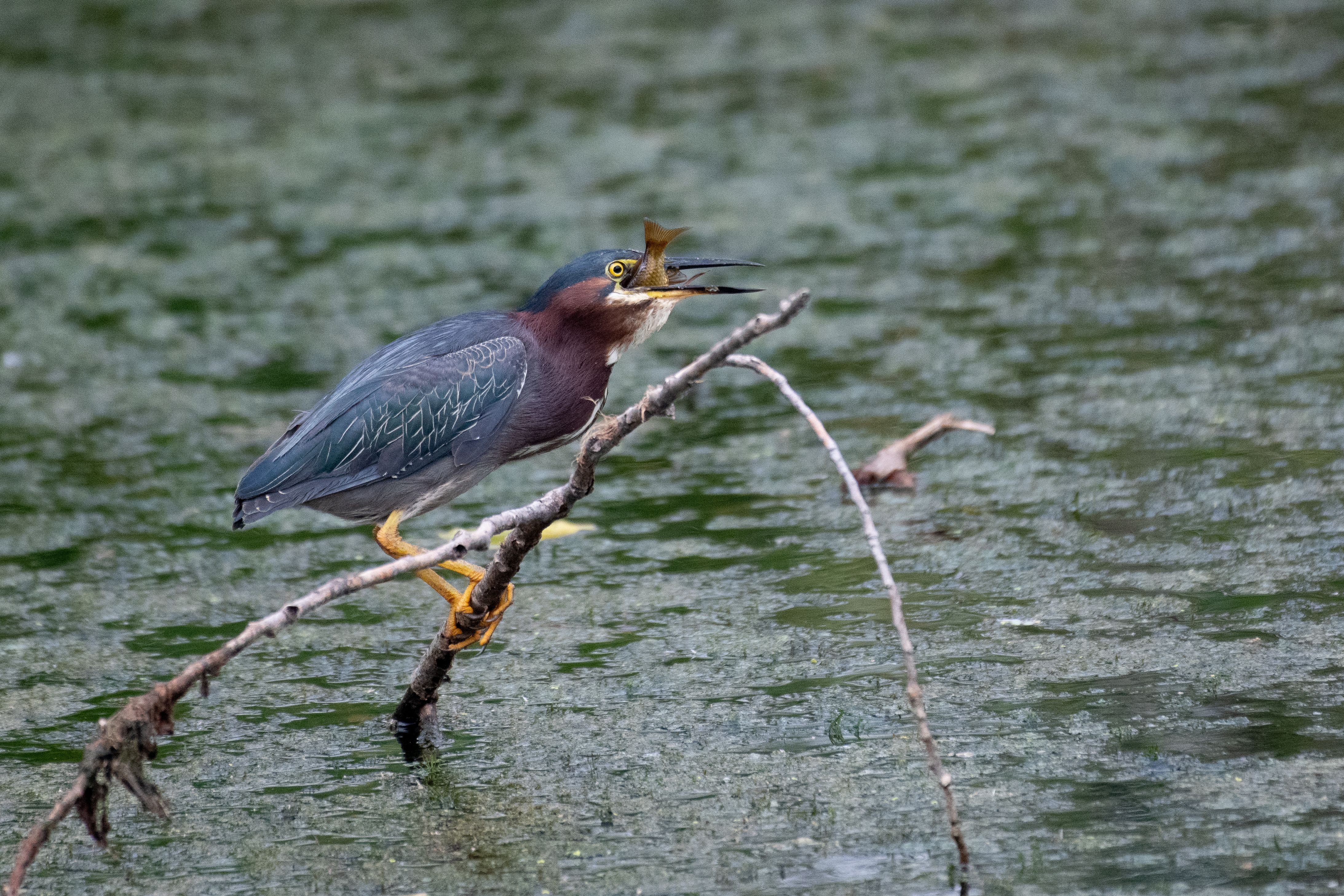 Green Heron Catching Fish · Free Stock Photo