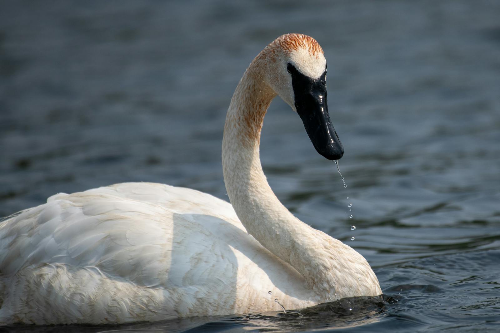 Swan Wallpaper Photos, Download The BEST Free Swan Wallpaper Stock ...