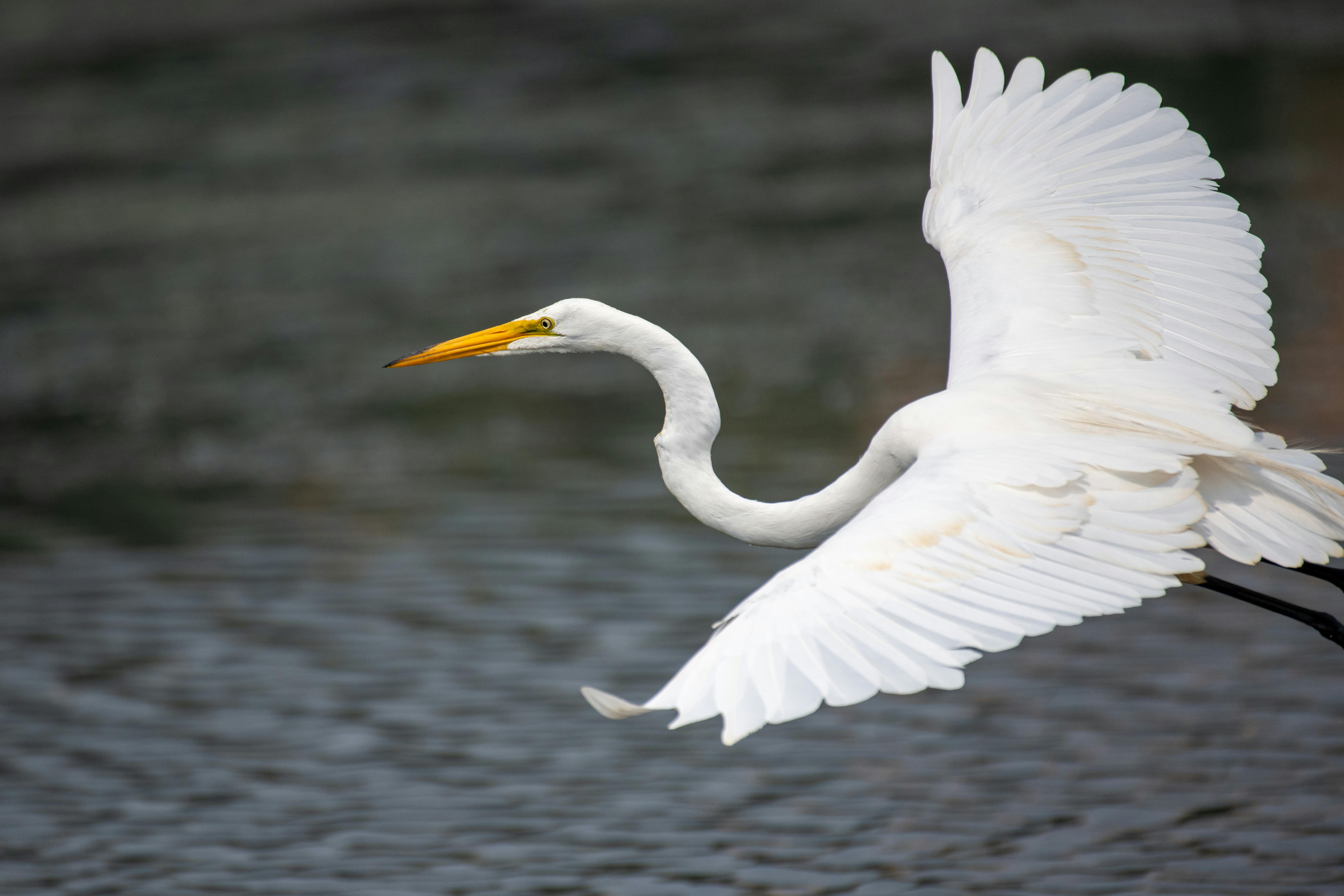 White Heron Flying over Lake · Free Stock Photo