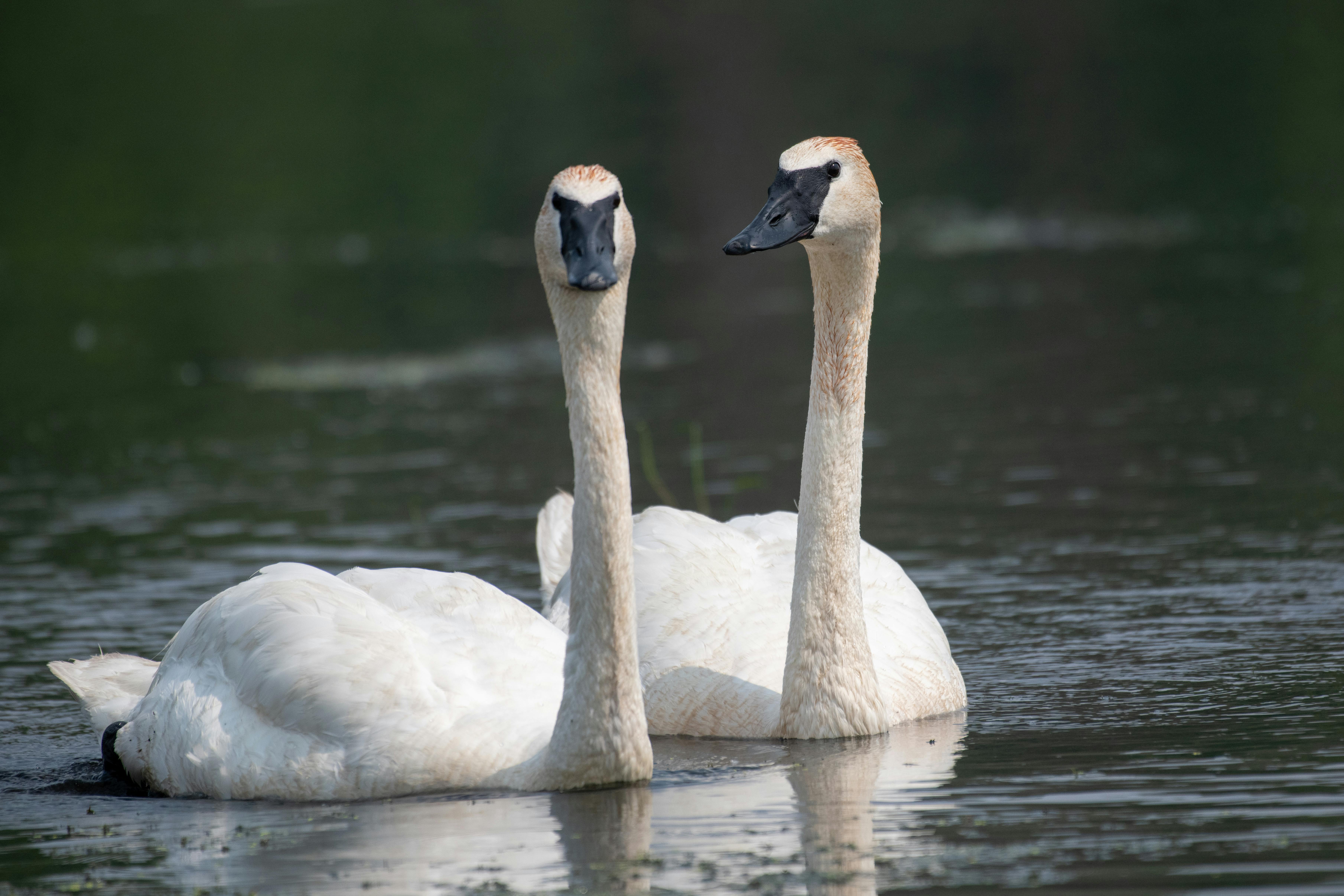 Close up of Swan Flock · Free Stock Photo
