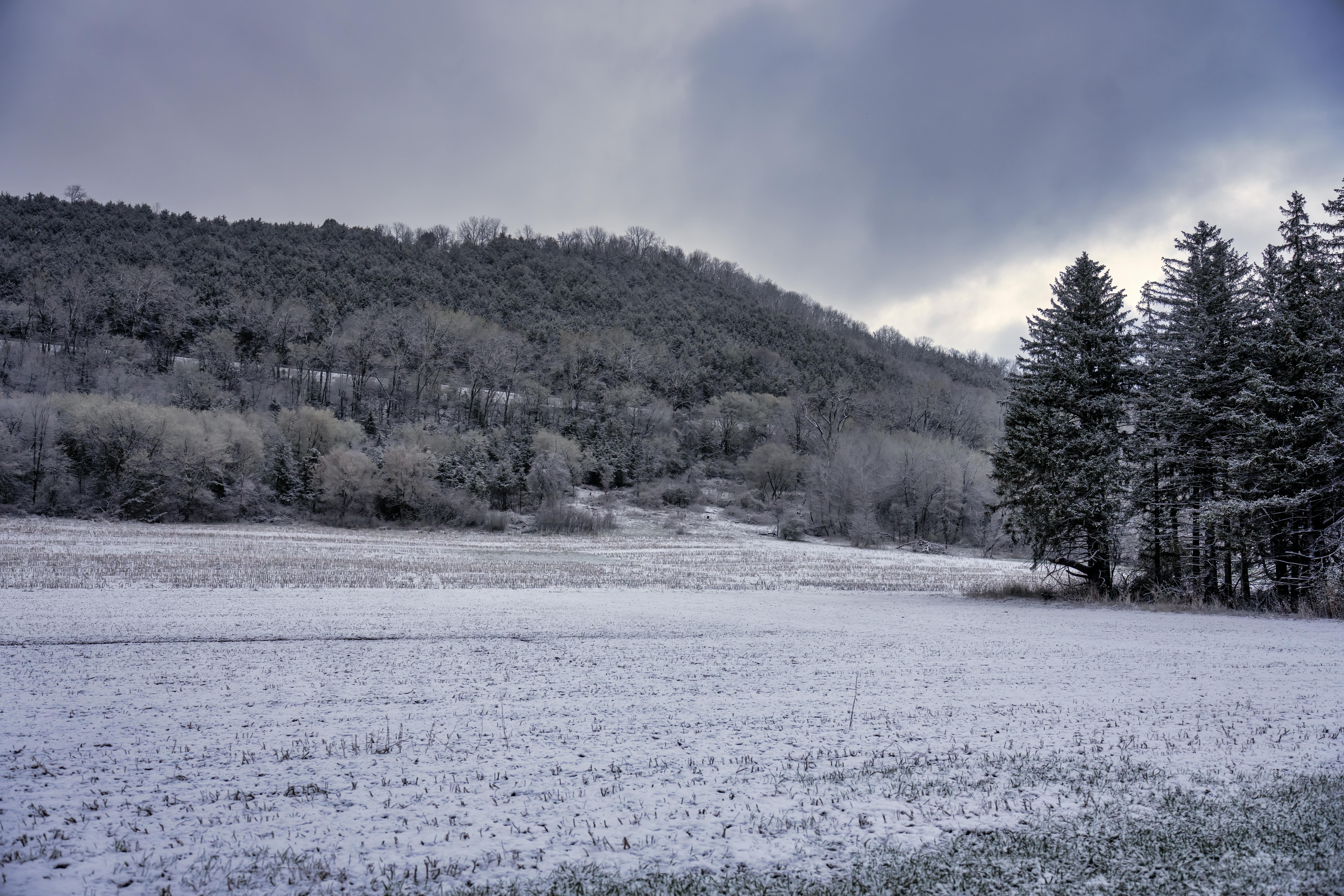 Snow on Field near Forest · Free Stock Photo
