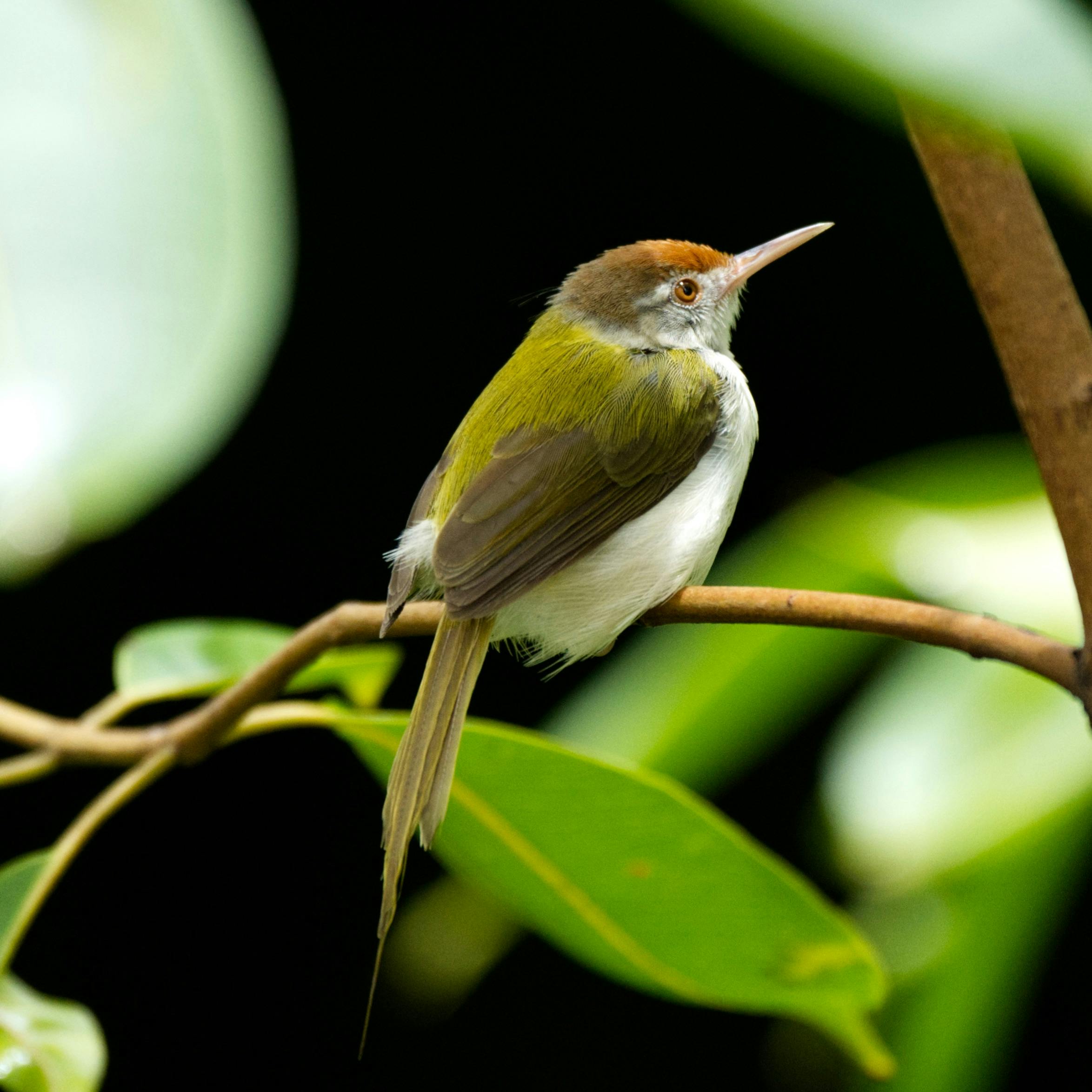 Little Bird Sitting on a Branch · Free Stock Photo
