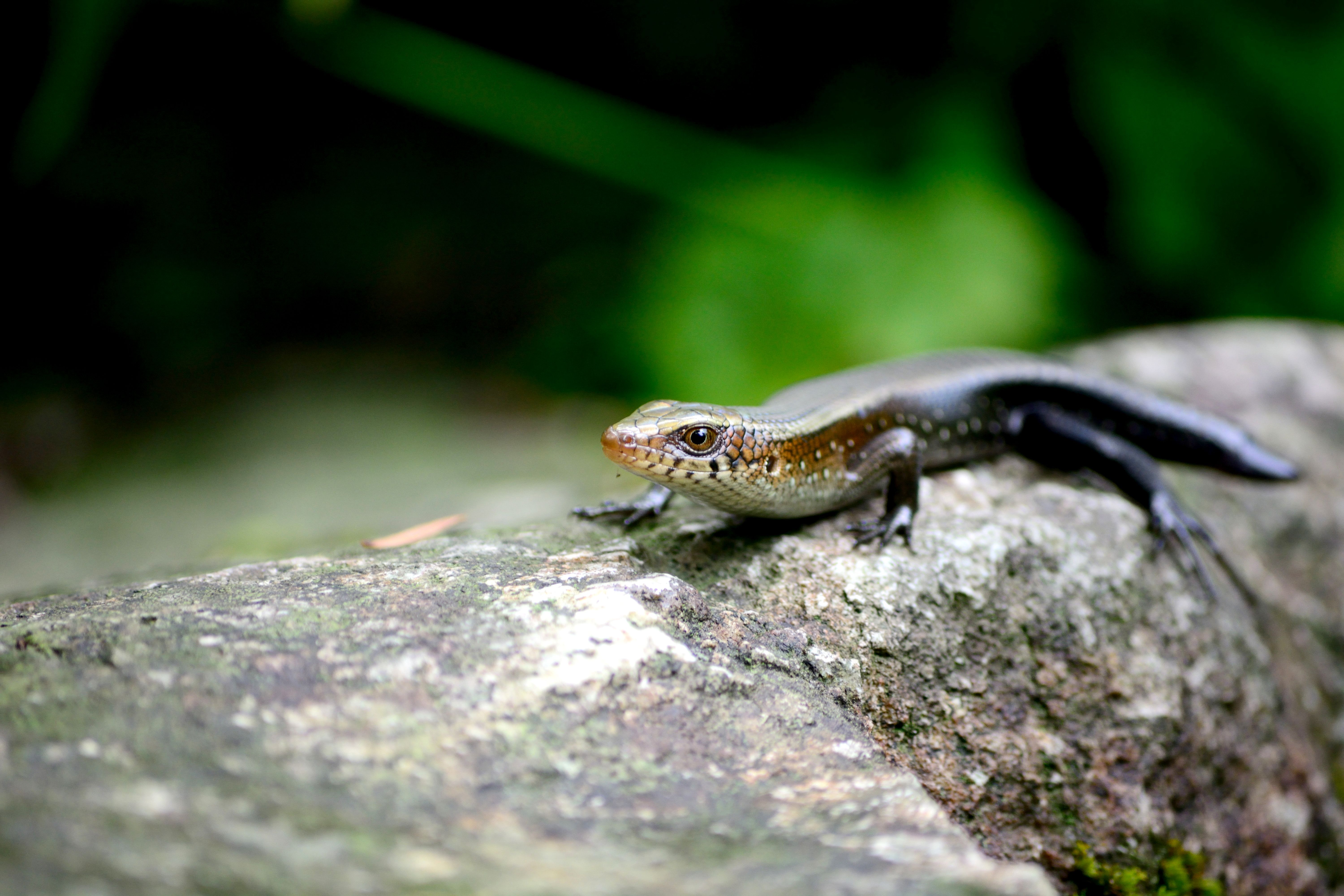 Little Lizard on a Stone · Free Stock Photo