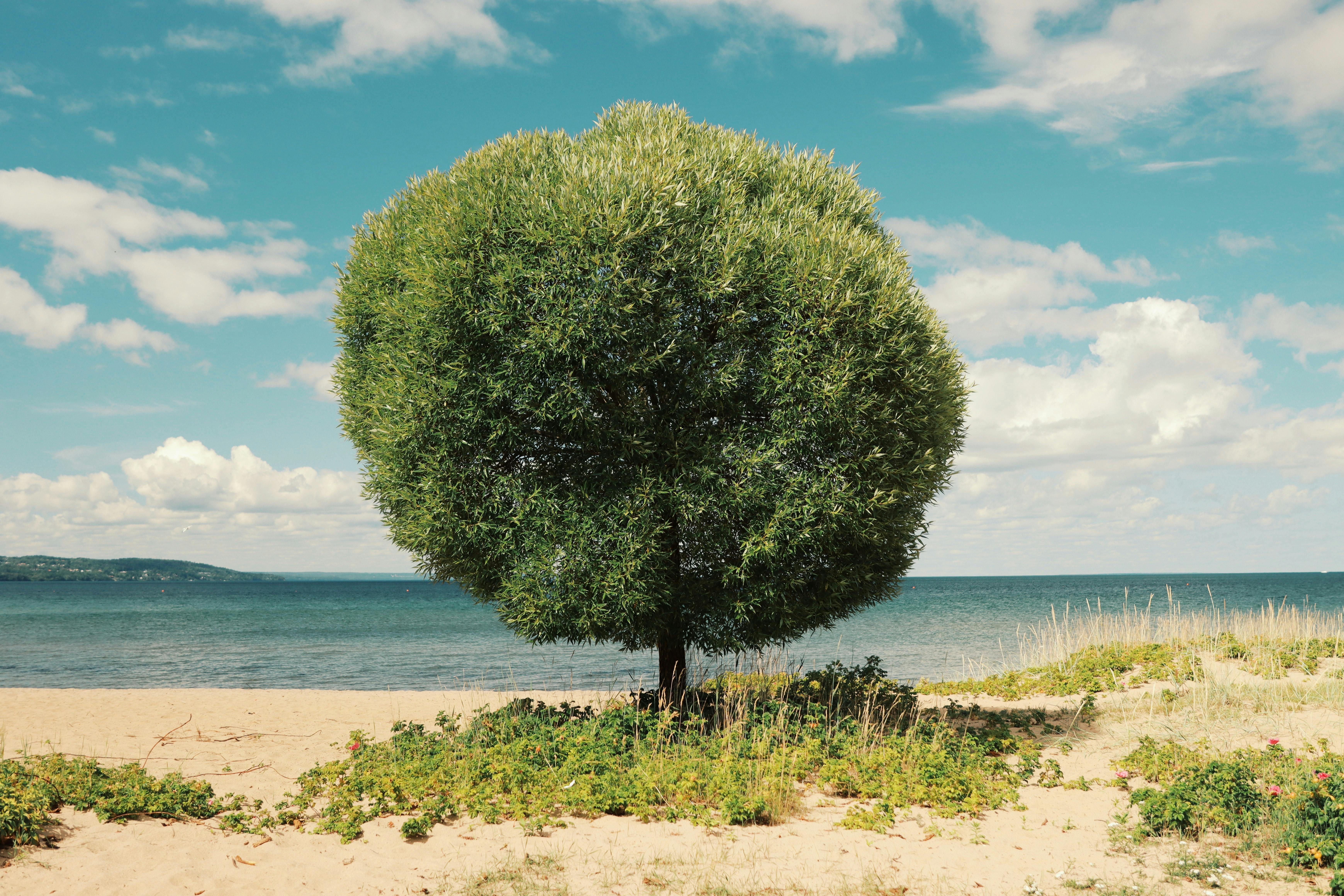 Single Tree on Sea Coast · Free Stock Photo