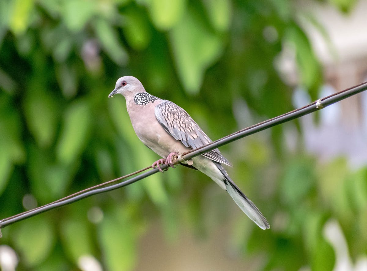 Dove Images Photos, Download The BEST Free Dove Images Stock Photos ...