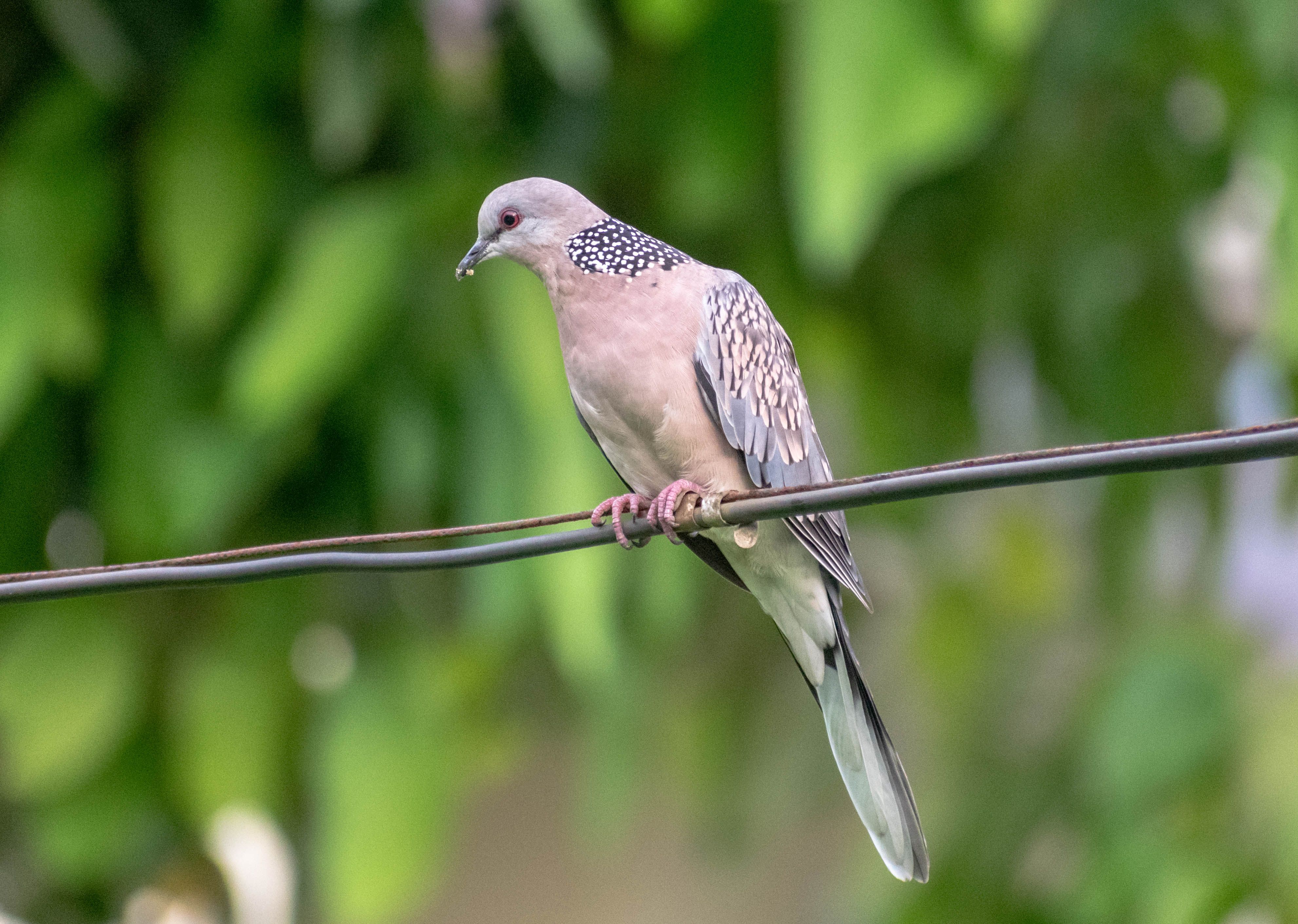 Foto de stock gratuita sobre cansar, fauna, fotografía de animales ...