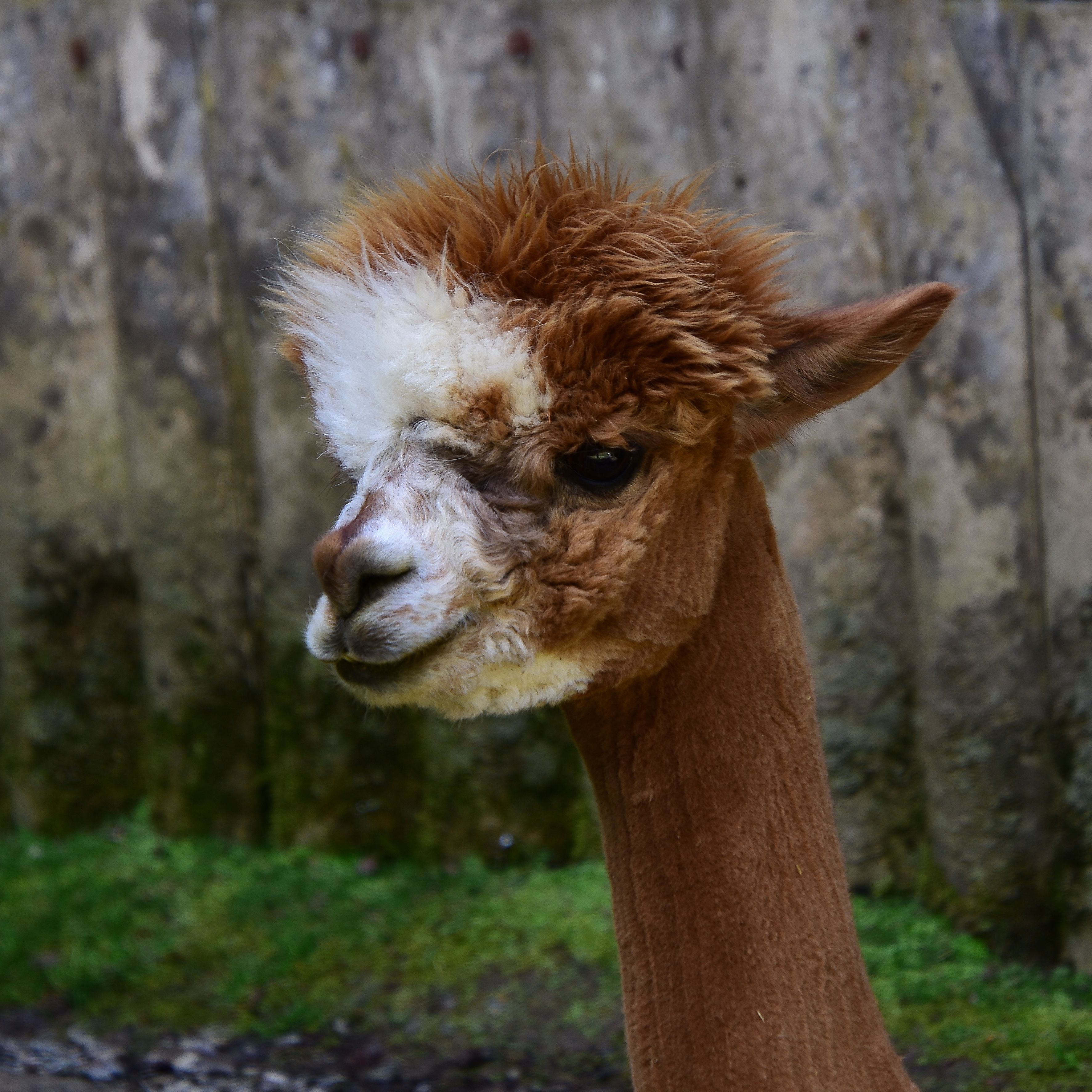 Two Brown Lama · Free Stock Photo