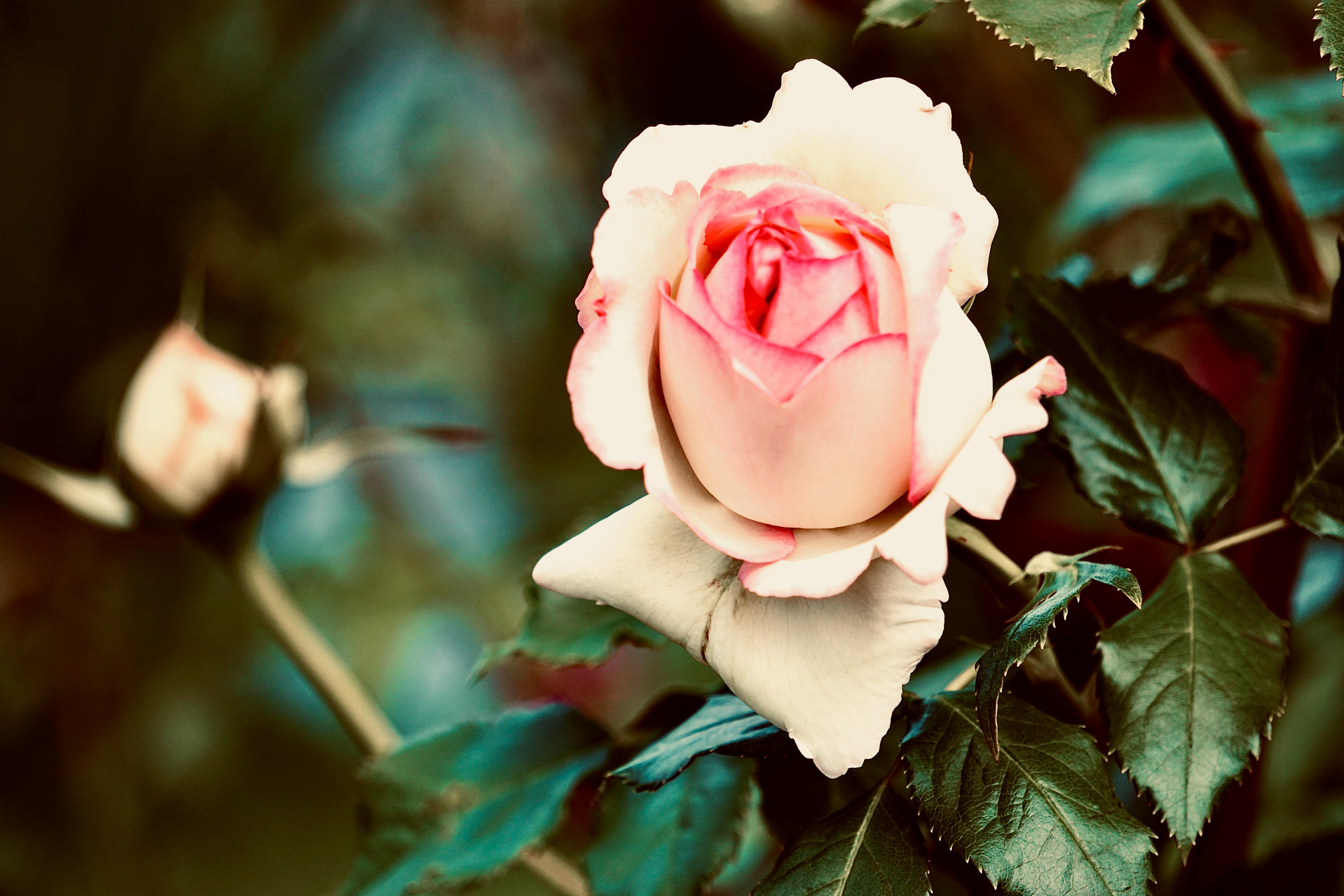 Rose Wind Photos, Download The BEST Free Rose Wind Stock Photos & HD Images