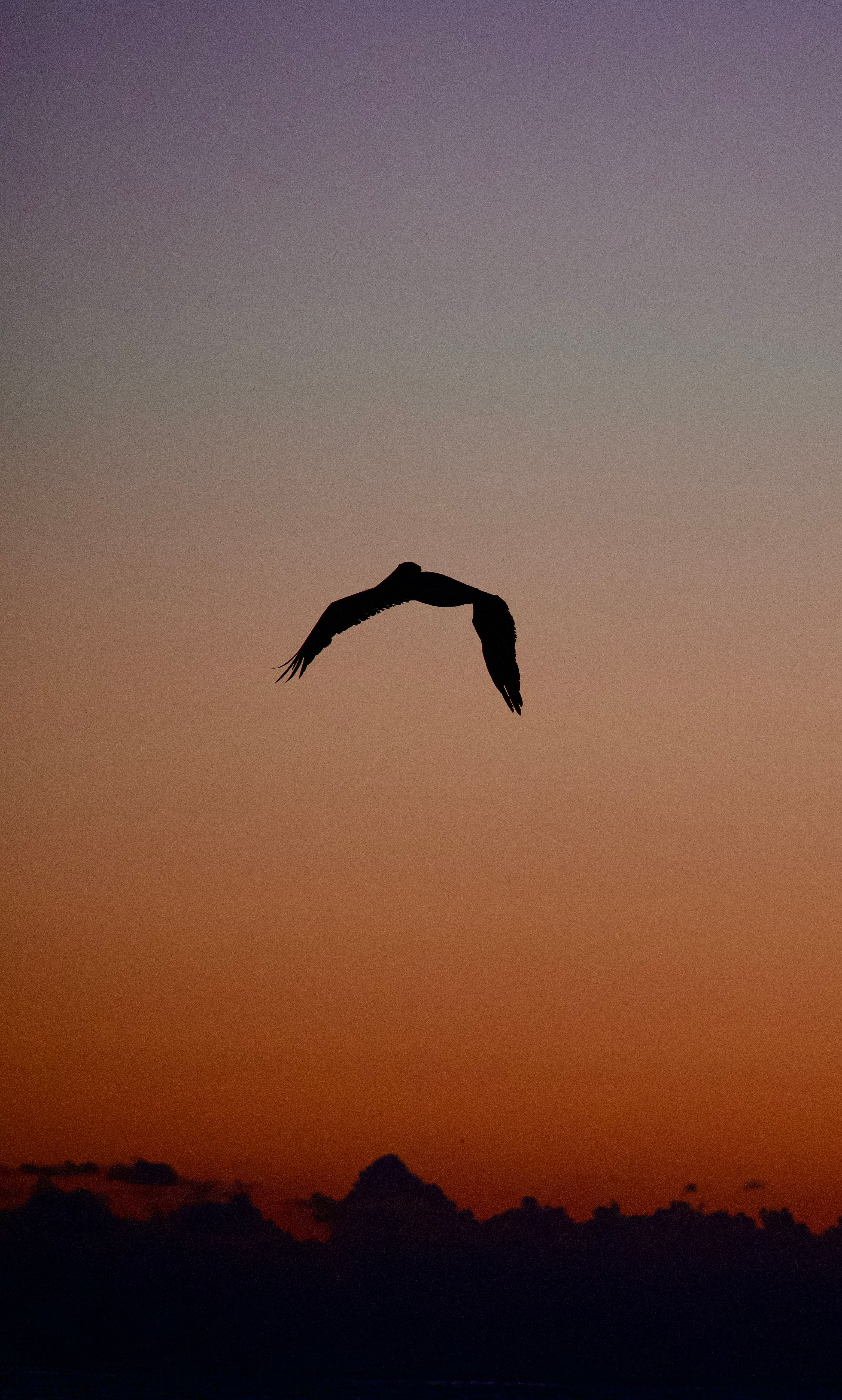 Flying Bird at Dusk Sky · Free Stock Photo