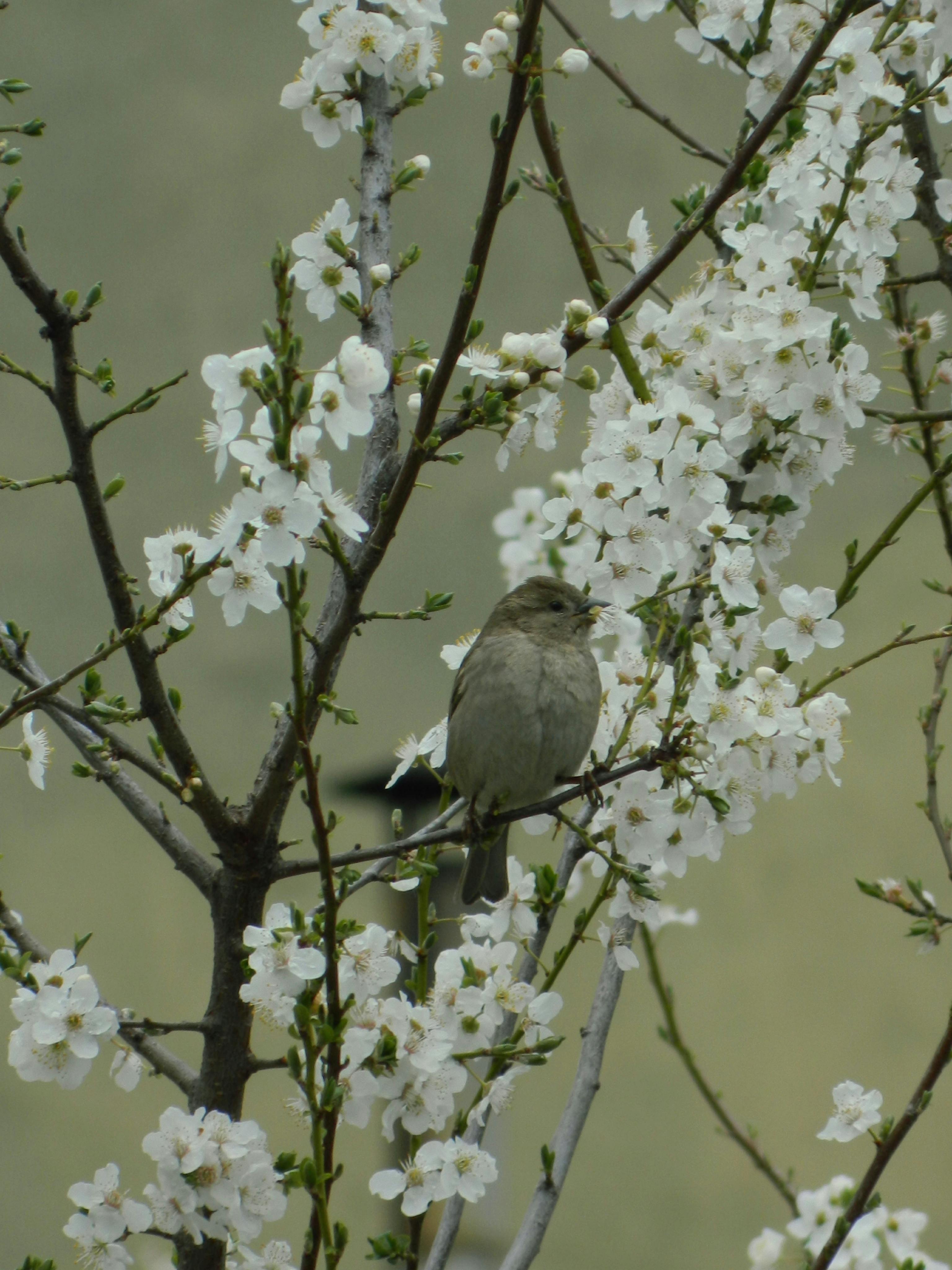 Foto de stock gratuita sobre animal, apple, árbol, fauna, fotografía de ...