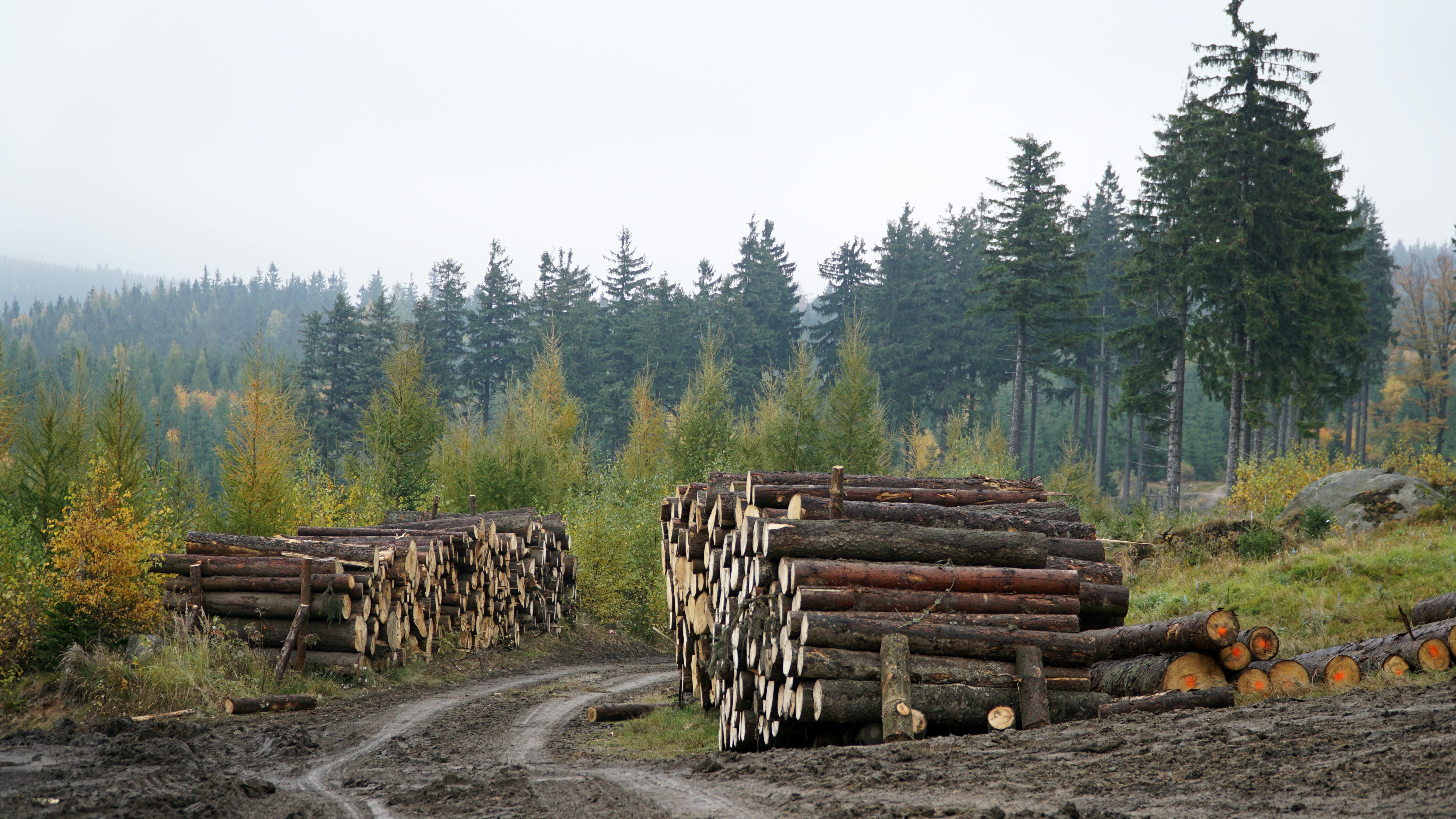 Chopped Trees in Forest · Free Stock Photo